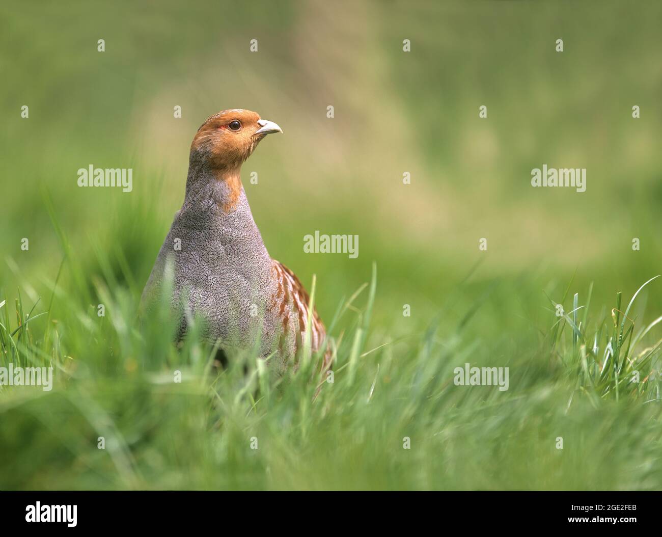 Male partridge hi-res stock photography and images - Alamy