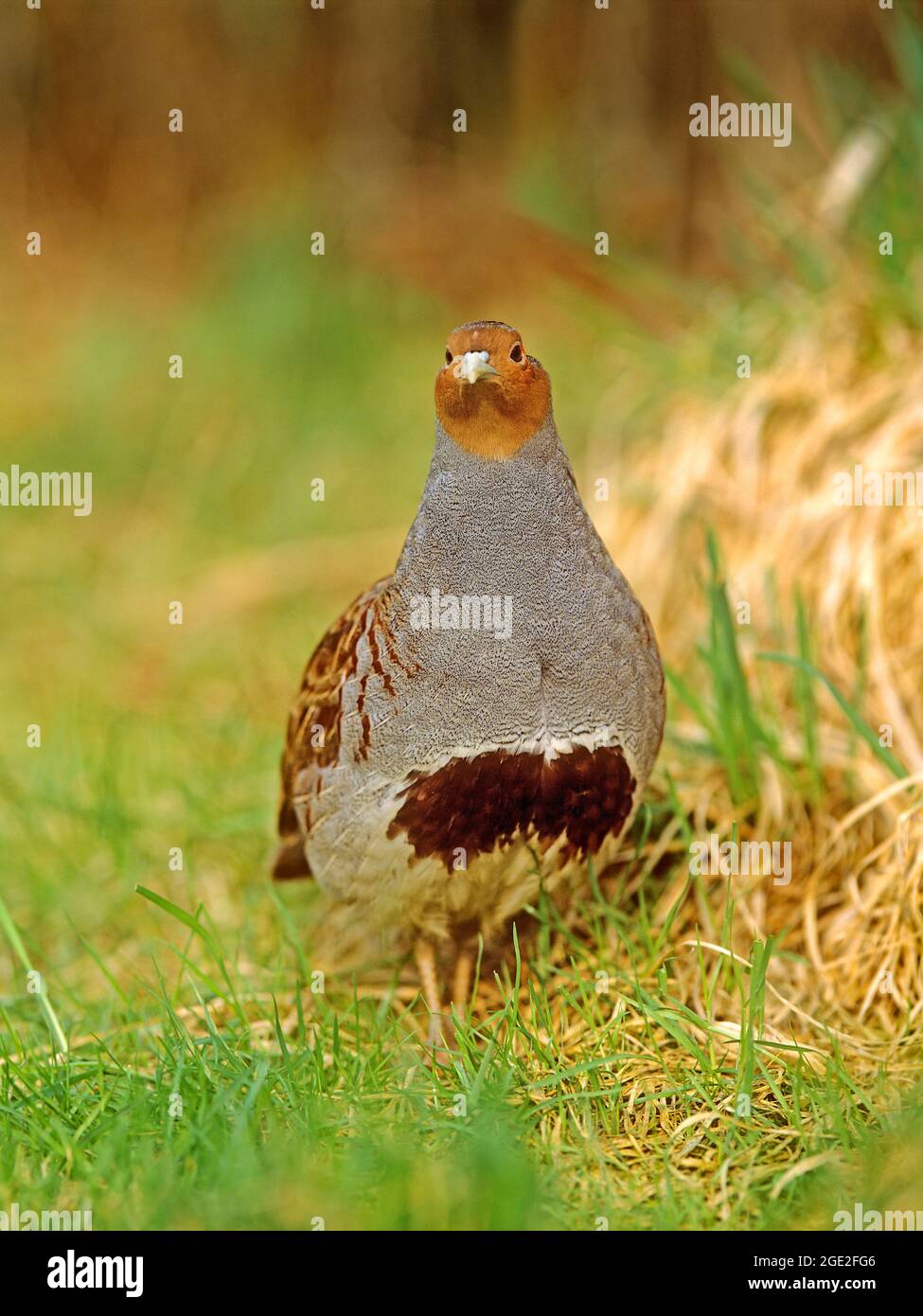 Male partridge hi-res stock photography and images - Alamy