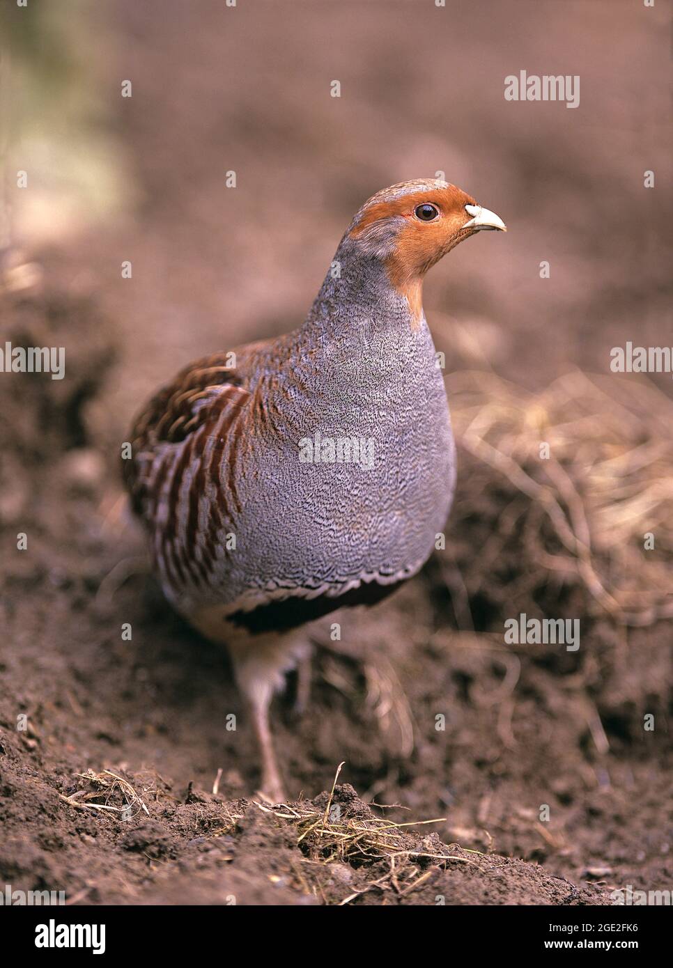Grey partridge hi-res stock photography and images - Alamy