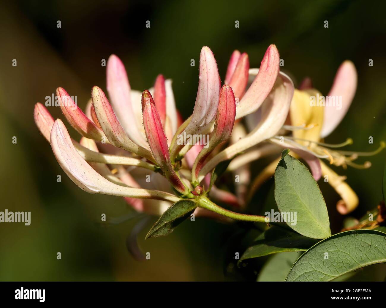 Honeysuckle, Lonicera caprifolium Stock Photo - Alamy