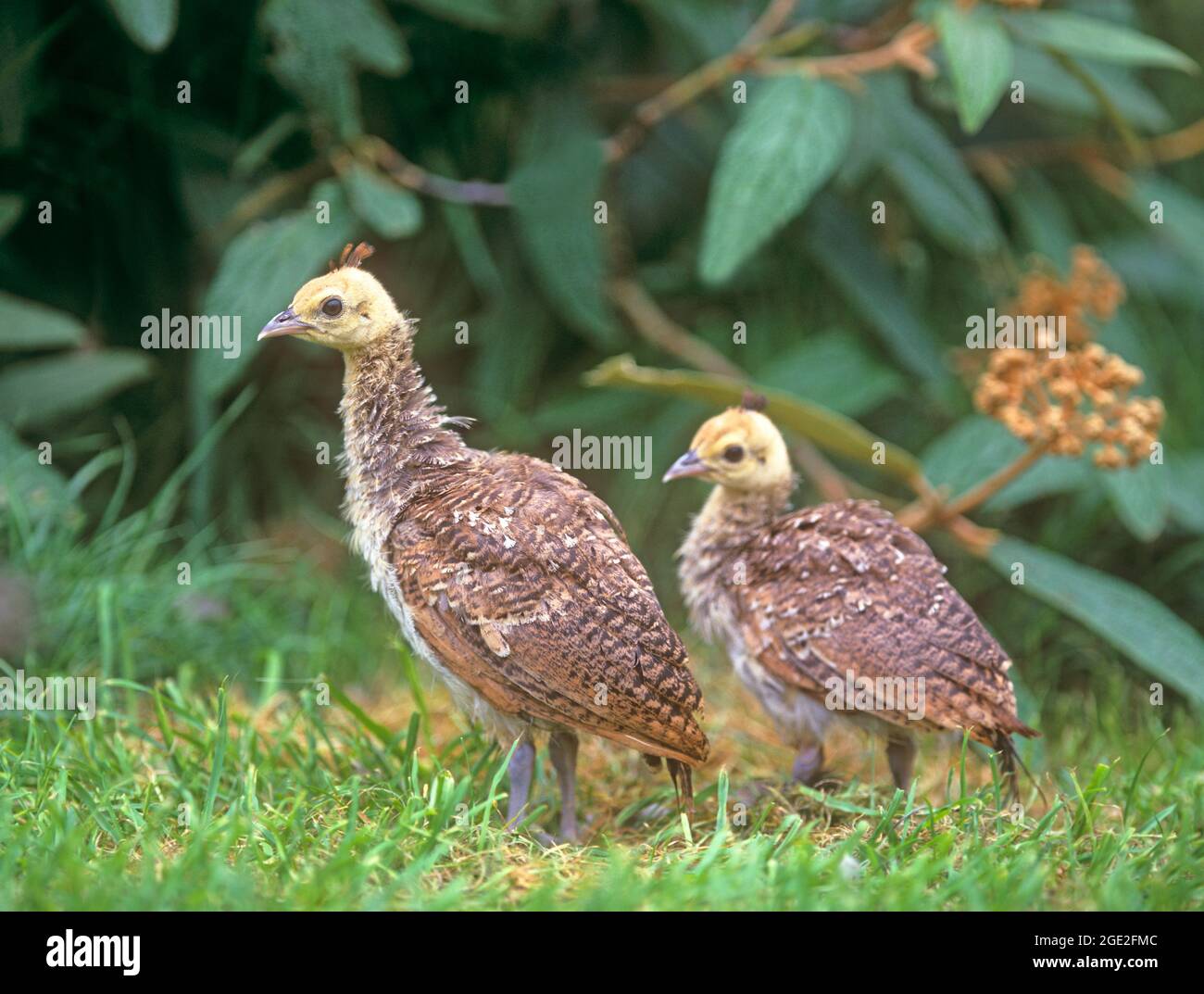 Baby peacock hi-res stock photography and images - Alamy