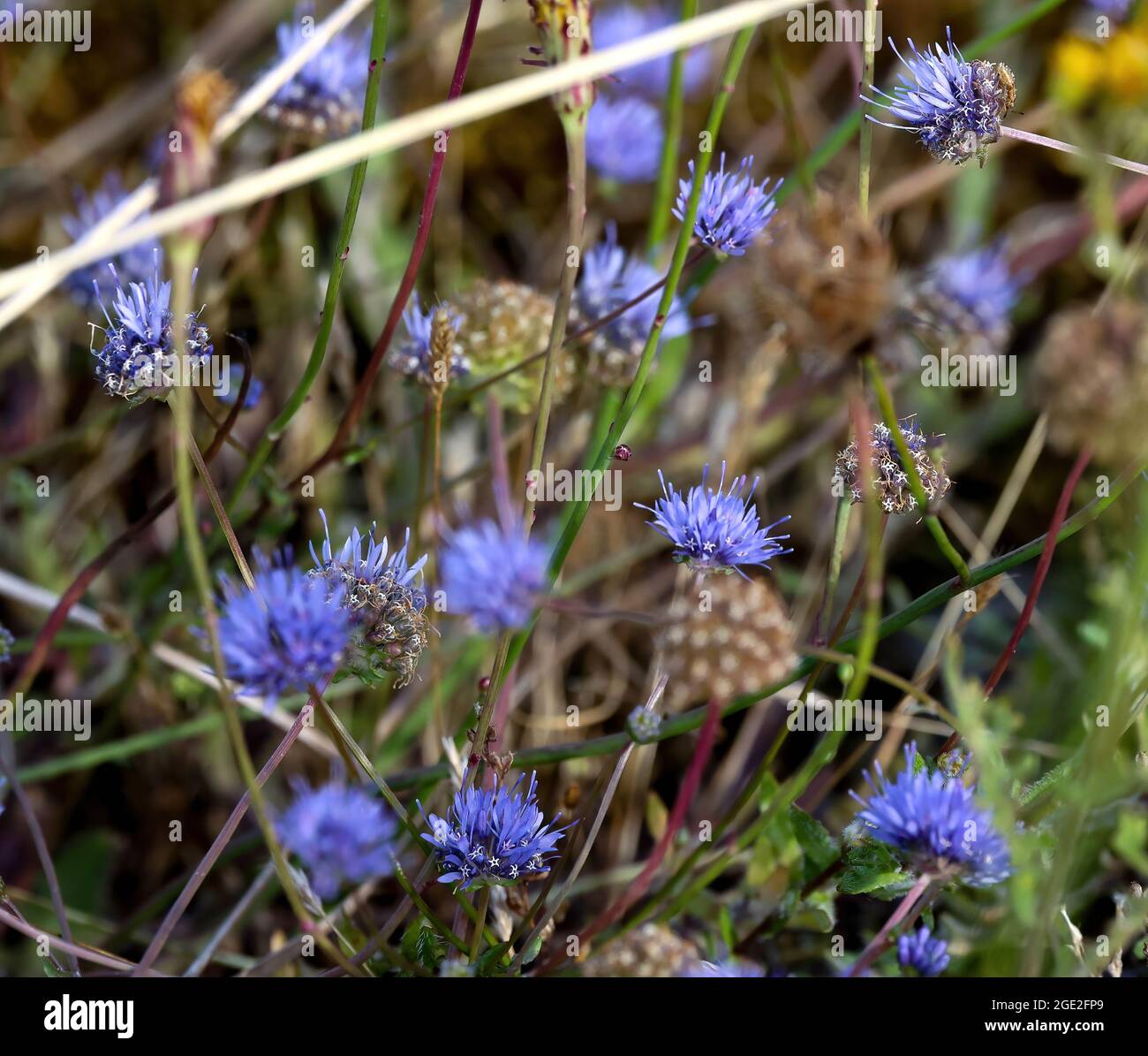 Sheep's-bit, Jasione montana Stock Photo - Alamy