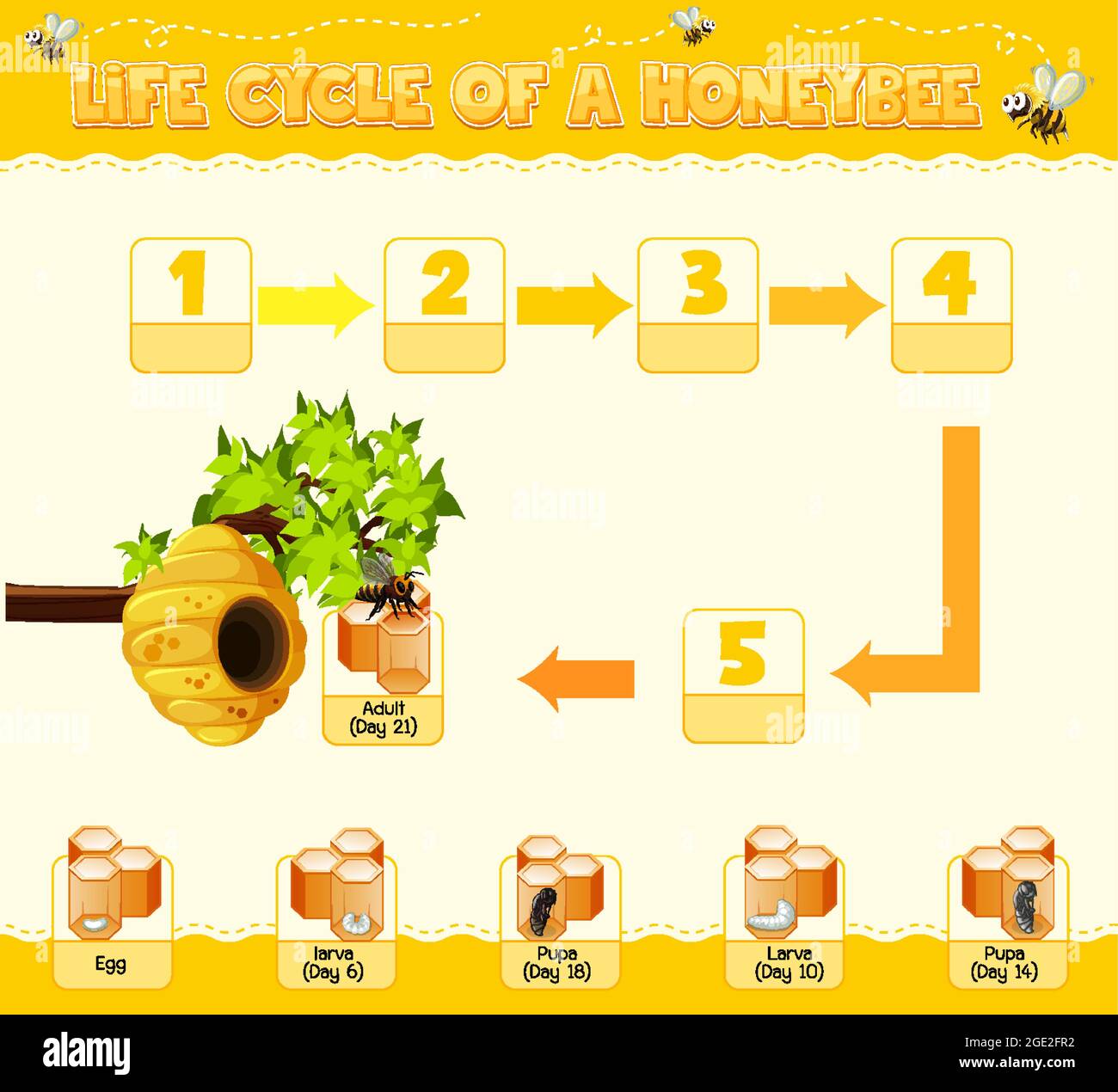Diagram showing life cycle of Honey Bee illustration Stock Vector Image ...