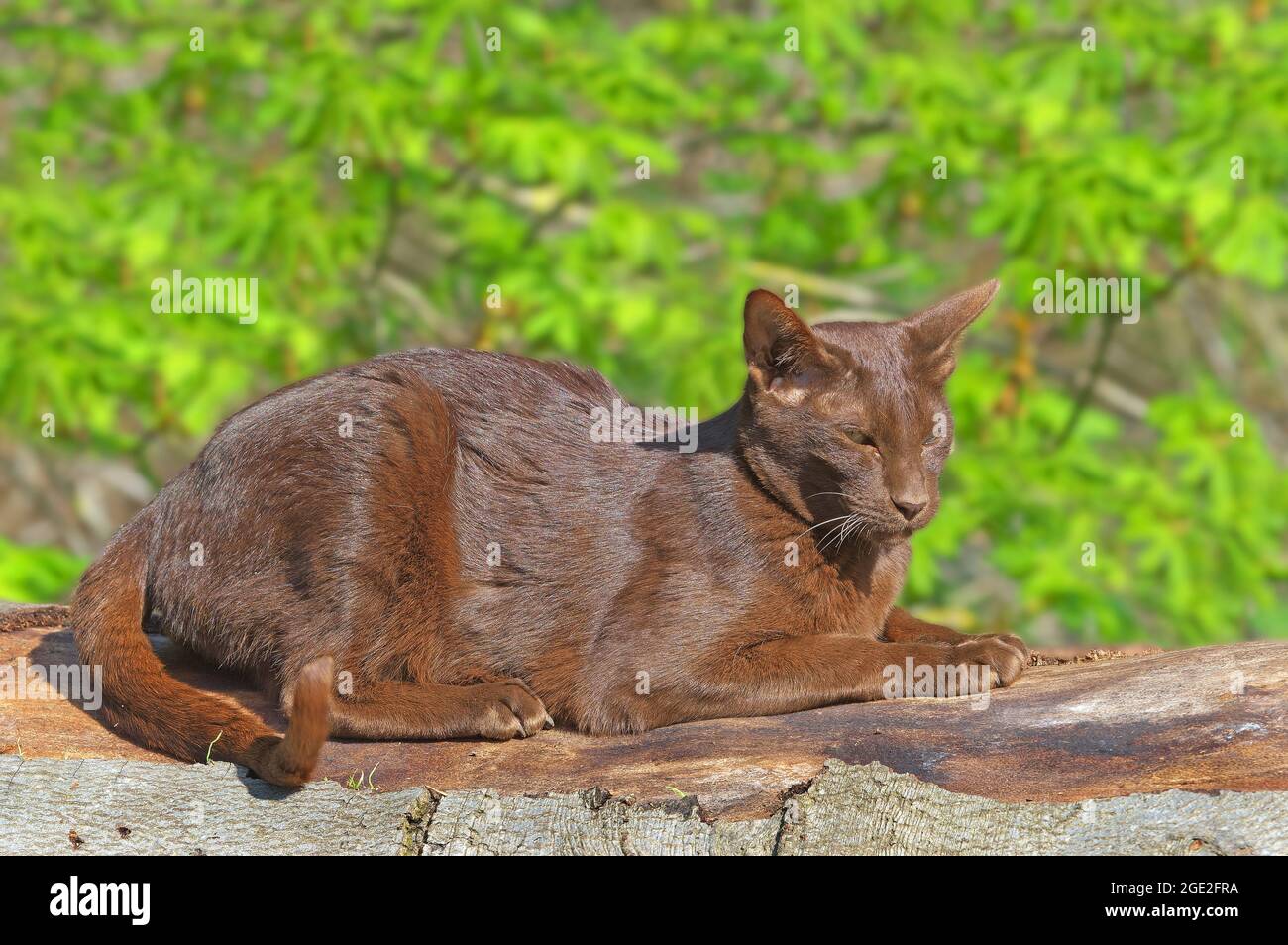 Cat lying on log hi-res stock photography and images - Alamy