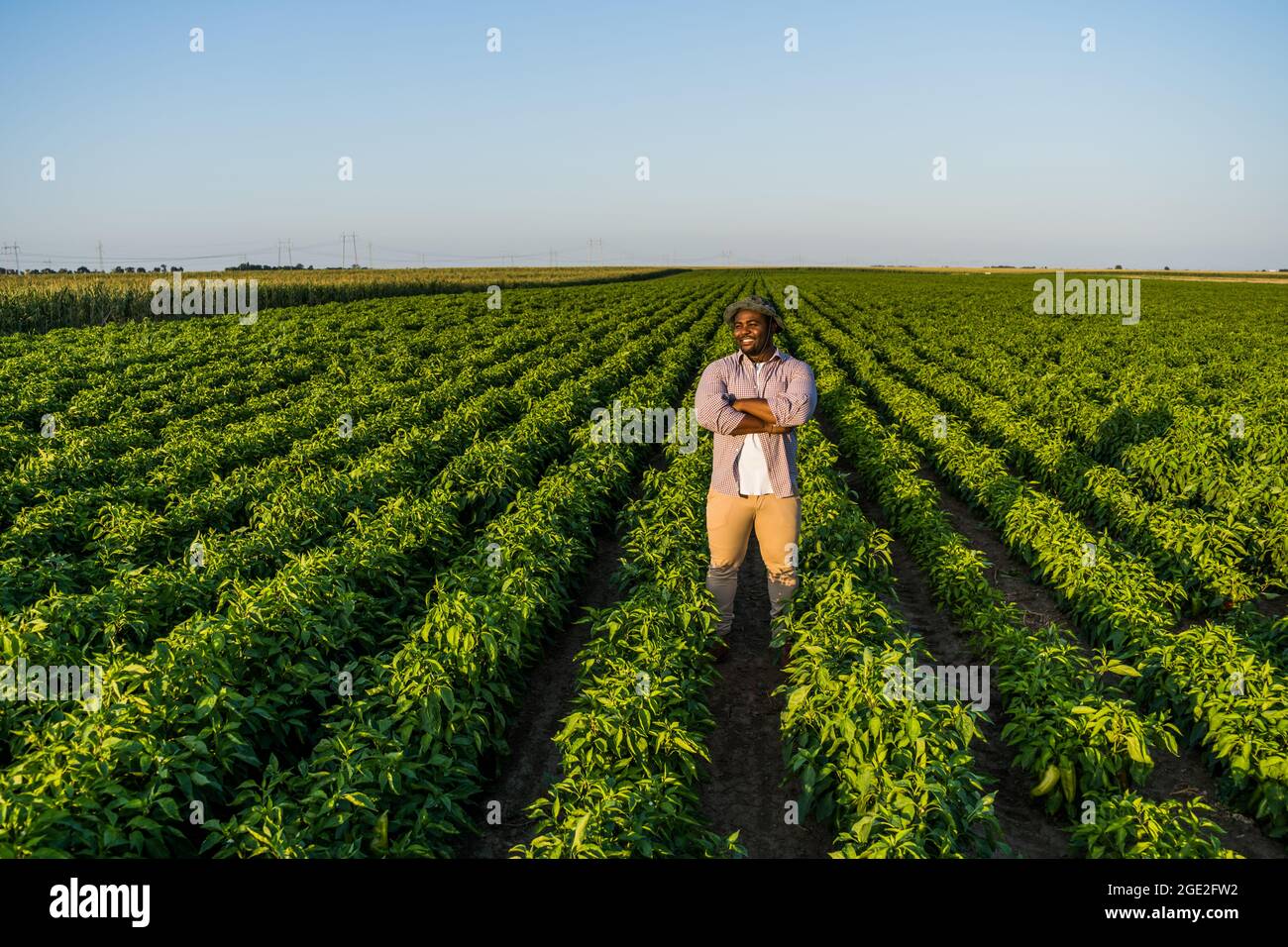 Pepper field hi-res stock photography and images - Alamy