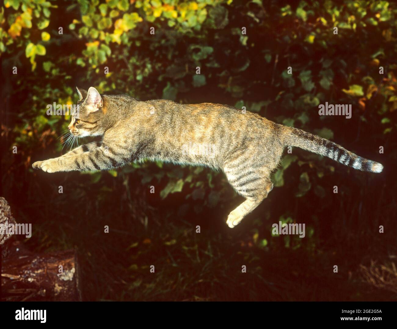 Domestic Cat. Tabby adult jumping. Germany Stock Photo - Alamy