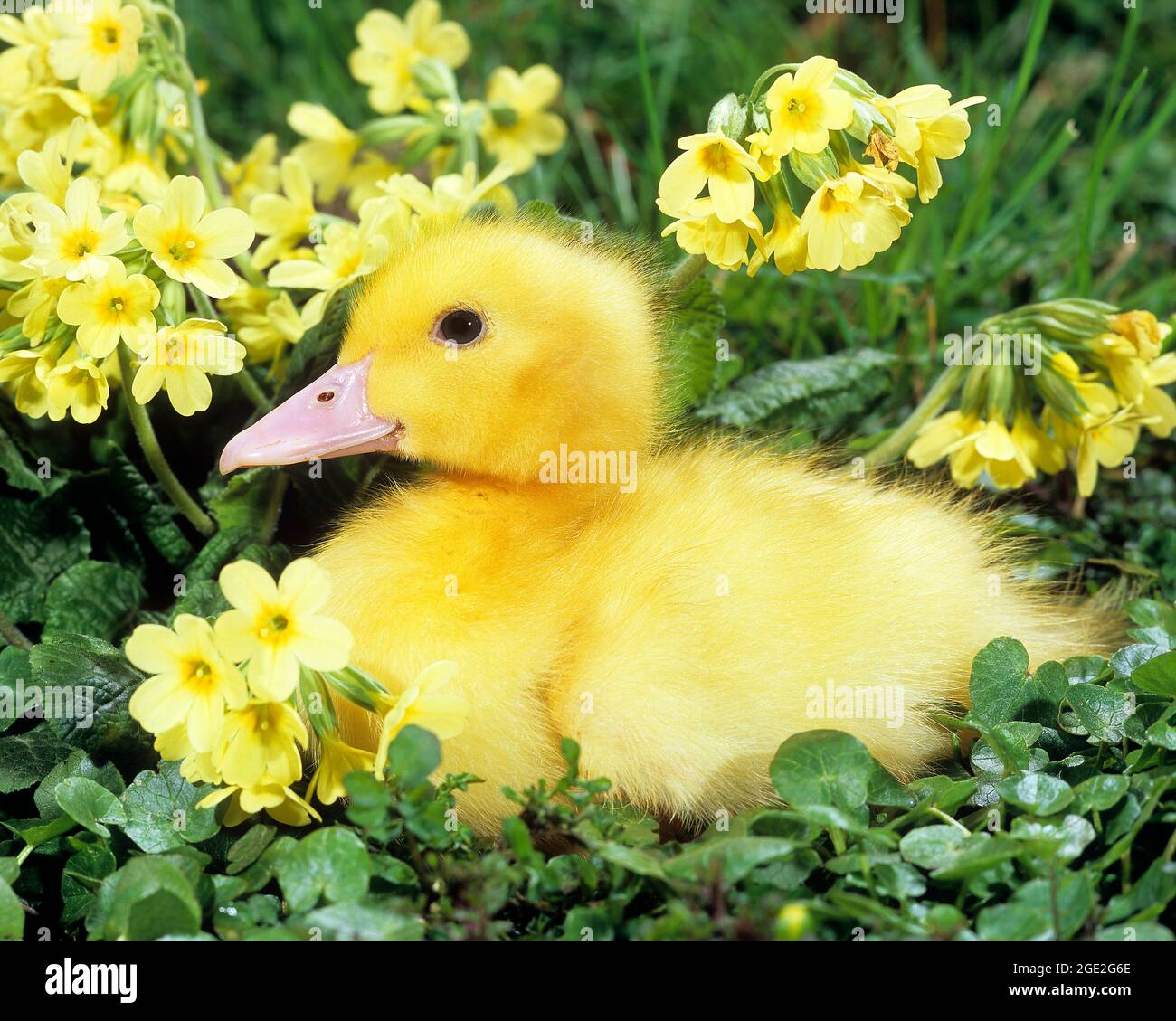 Duckling flowers hi-res stock photography and images - Alamy