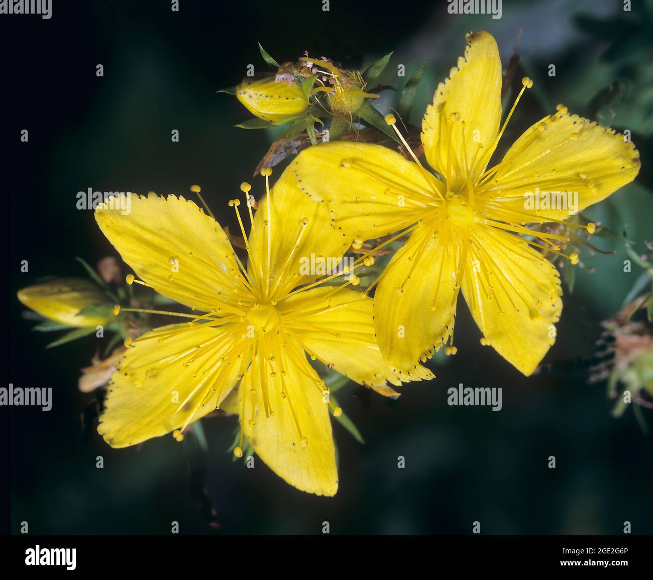 St.Johns Wort (Hypericum perforatum). Two flowers. Germany Stock Photo - Alamy