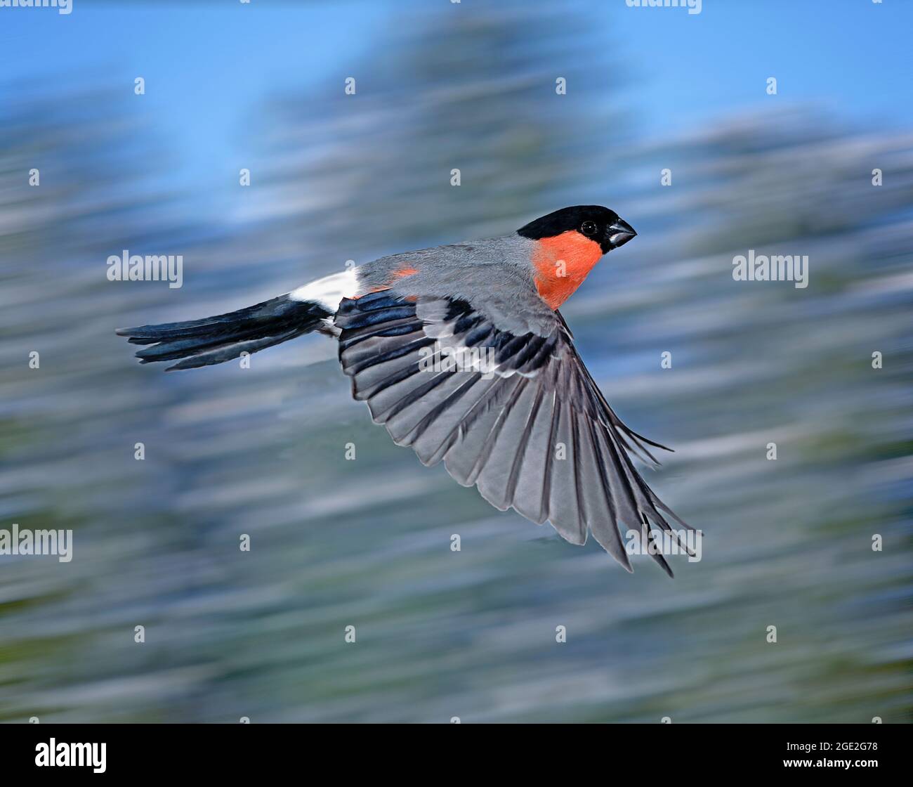Eurasian Bullfinch (Pyrrhula pyrrhula). Male in flight with snowy ...