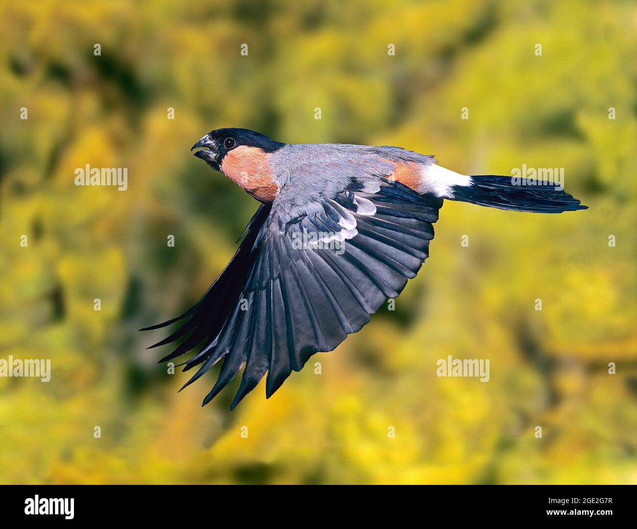 Finches flying hi-res stock photography and images - Alamy