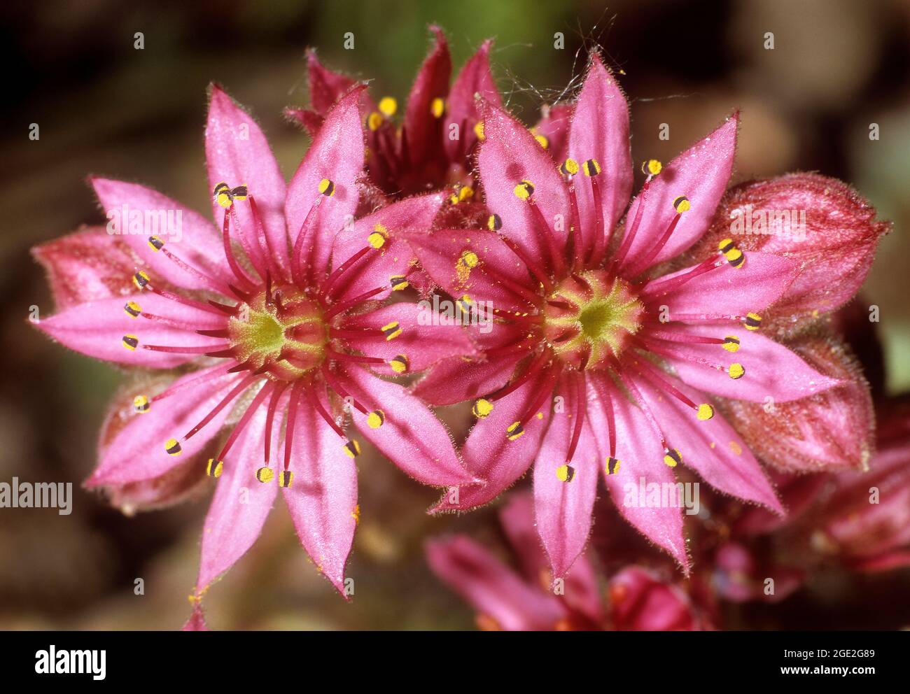 Houseleek flower hi-res stock photography and images - Alamy