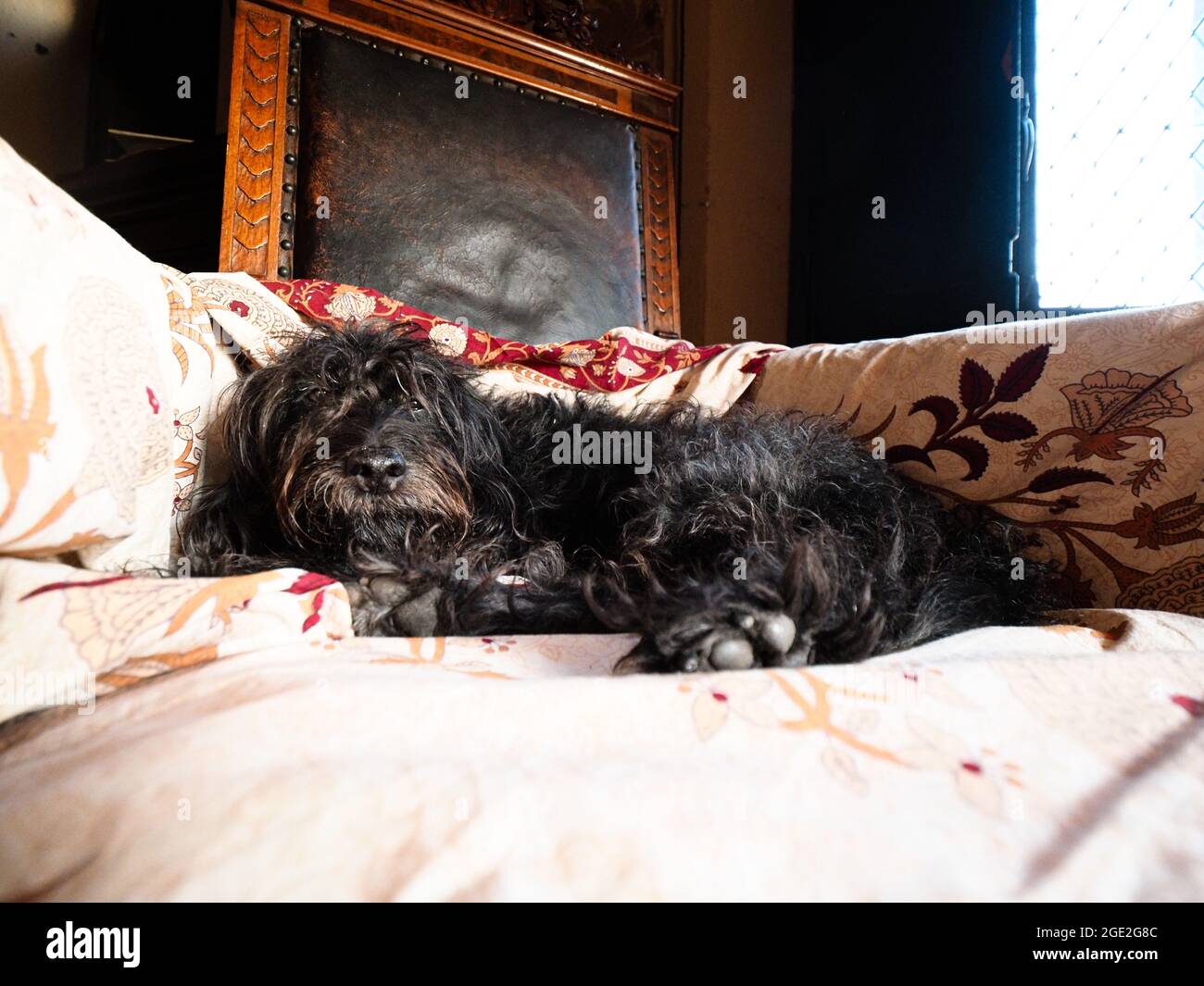 Bergamasco Sheepdog Or Bergamese Shepherd High Resolution Stock ...