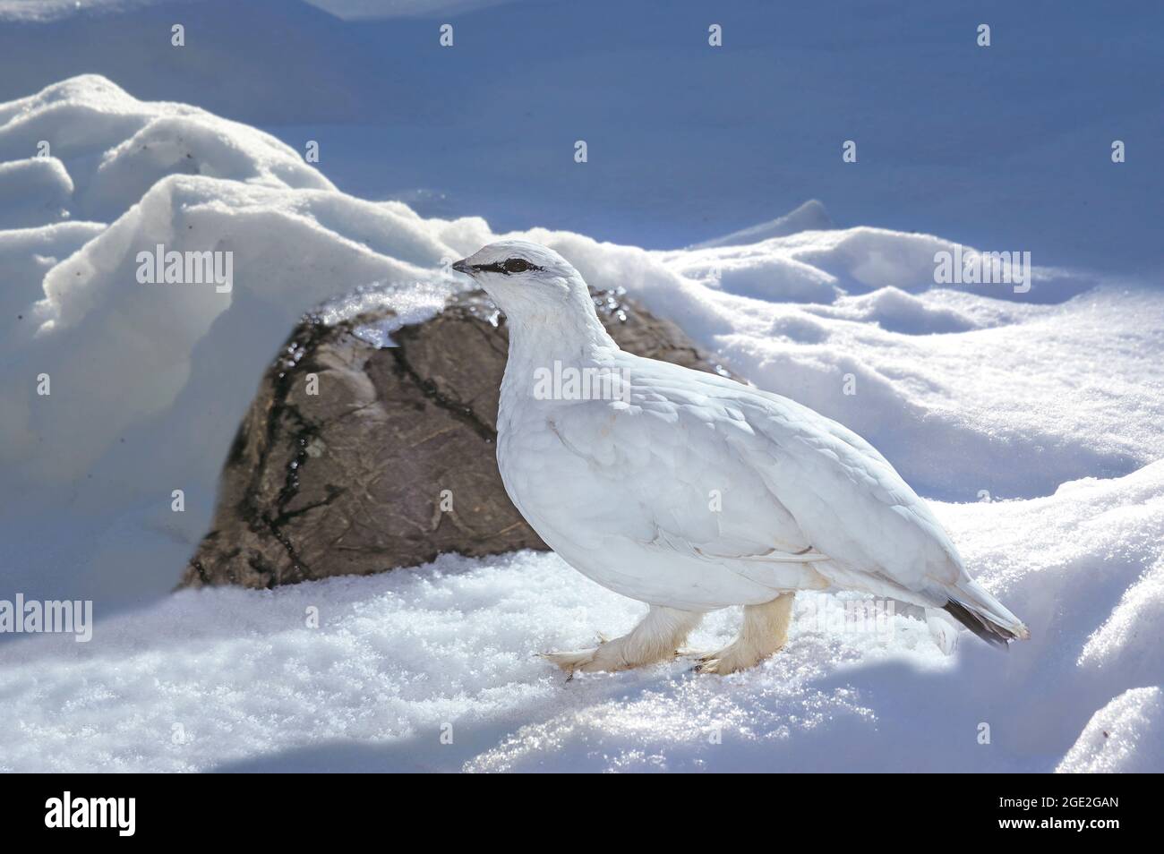 Ptarmigan (Lagopus mutus, Lagopus muta). Female in winter plumage ...