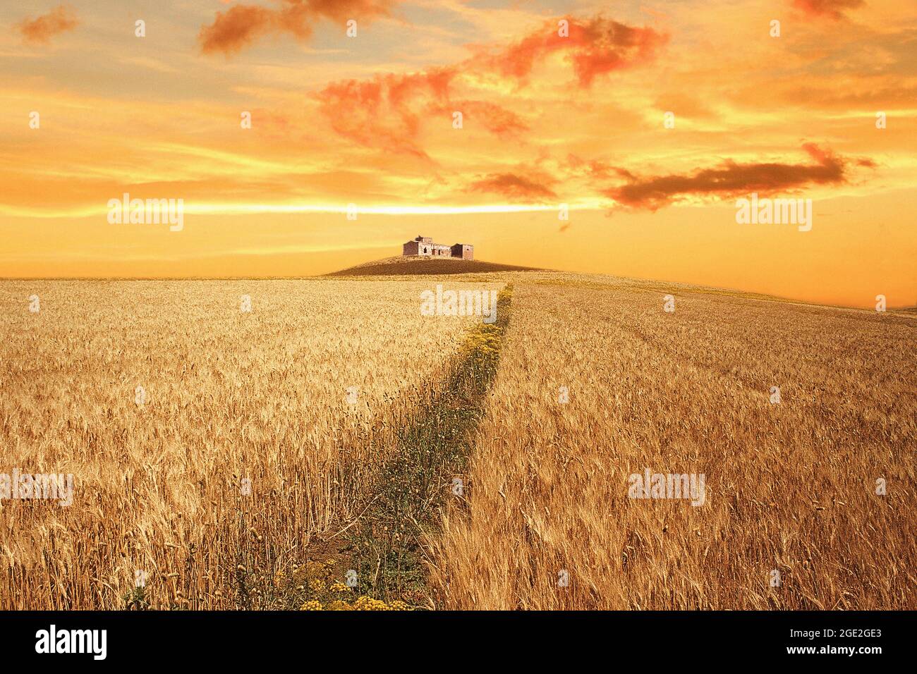 Ears of wheat field sicily hi-res stock photography and images - Alamy