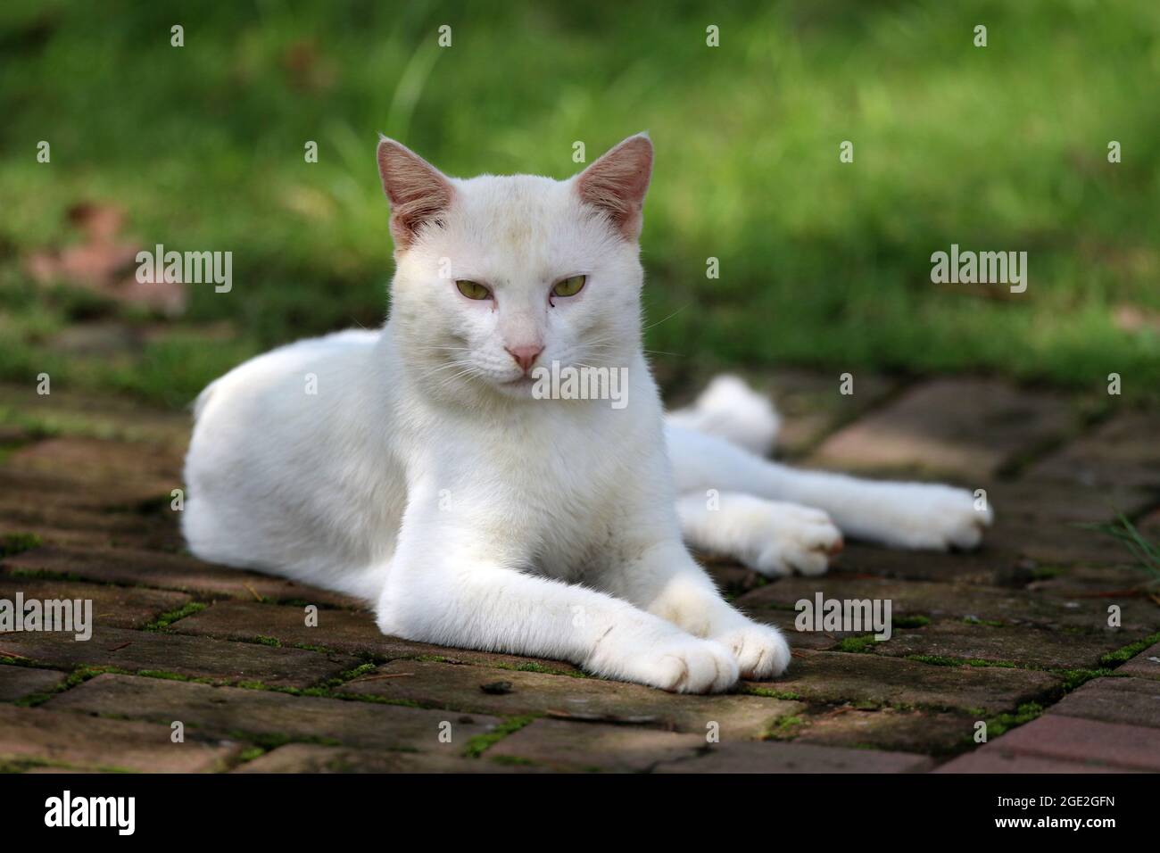 Group of stray cats hi-res stock photography and images - Alamy