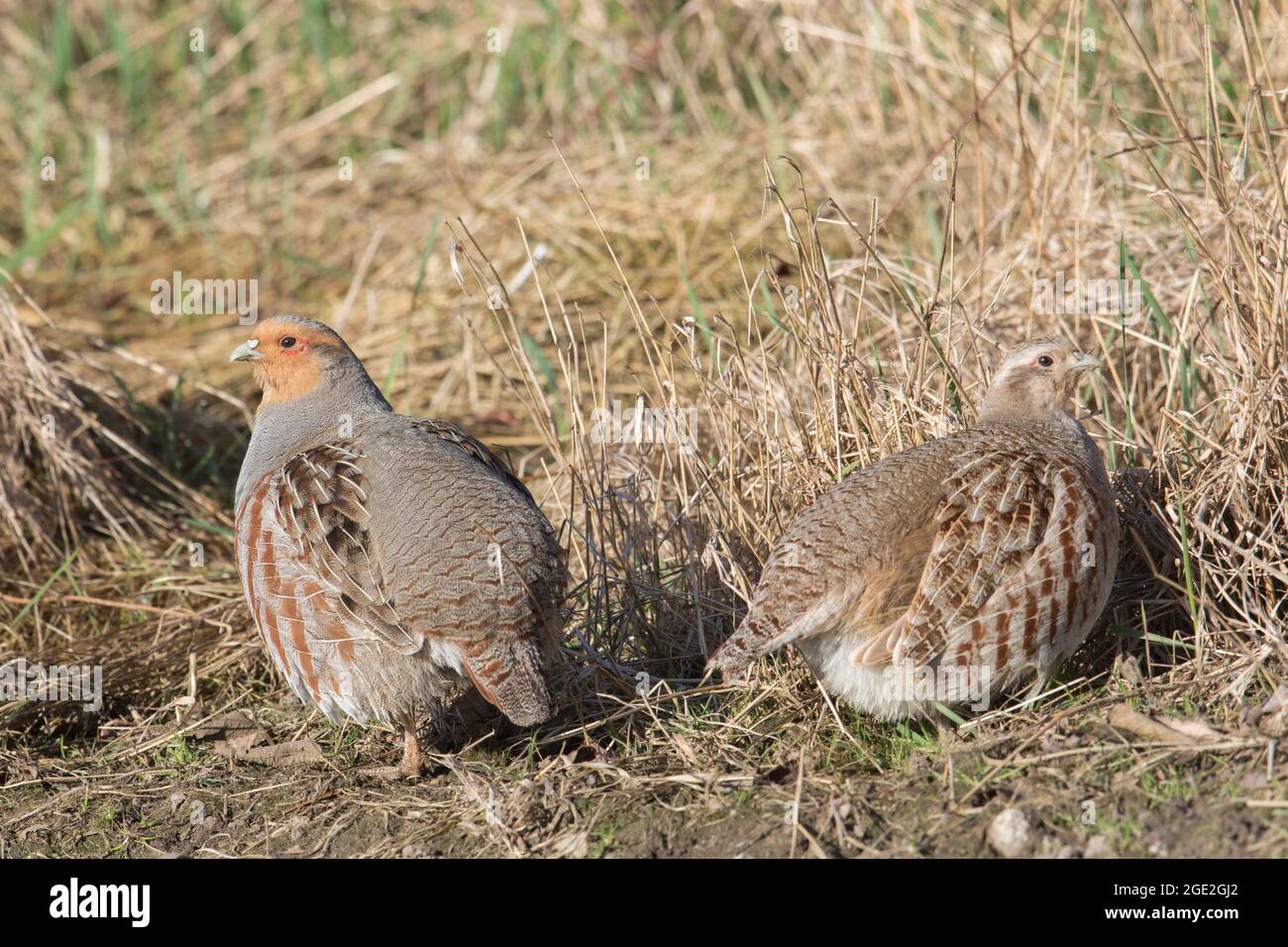 Grey Partridge (Perdix perdix). Couple on a meadow. Germany Stock Photo ...