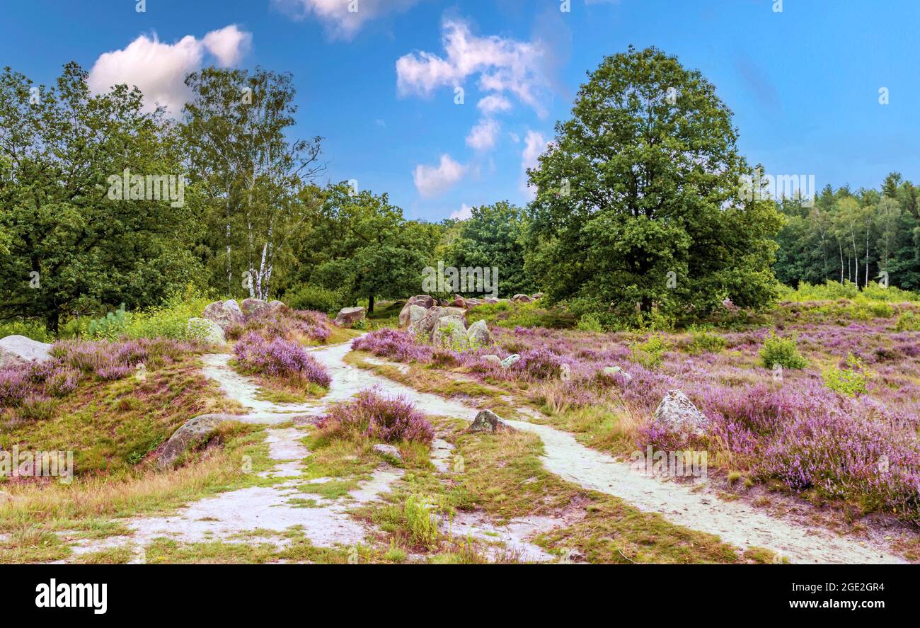 Heather flora landscape hi-res stock photography and images - Alamy