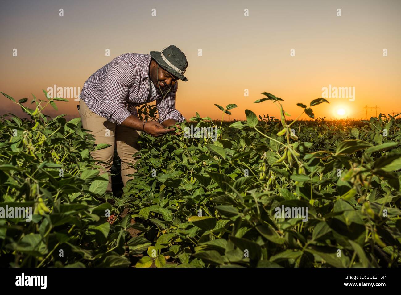 Farmer is standing in his growing soybean field. He is examining ...