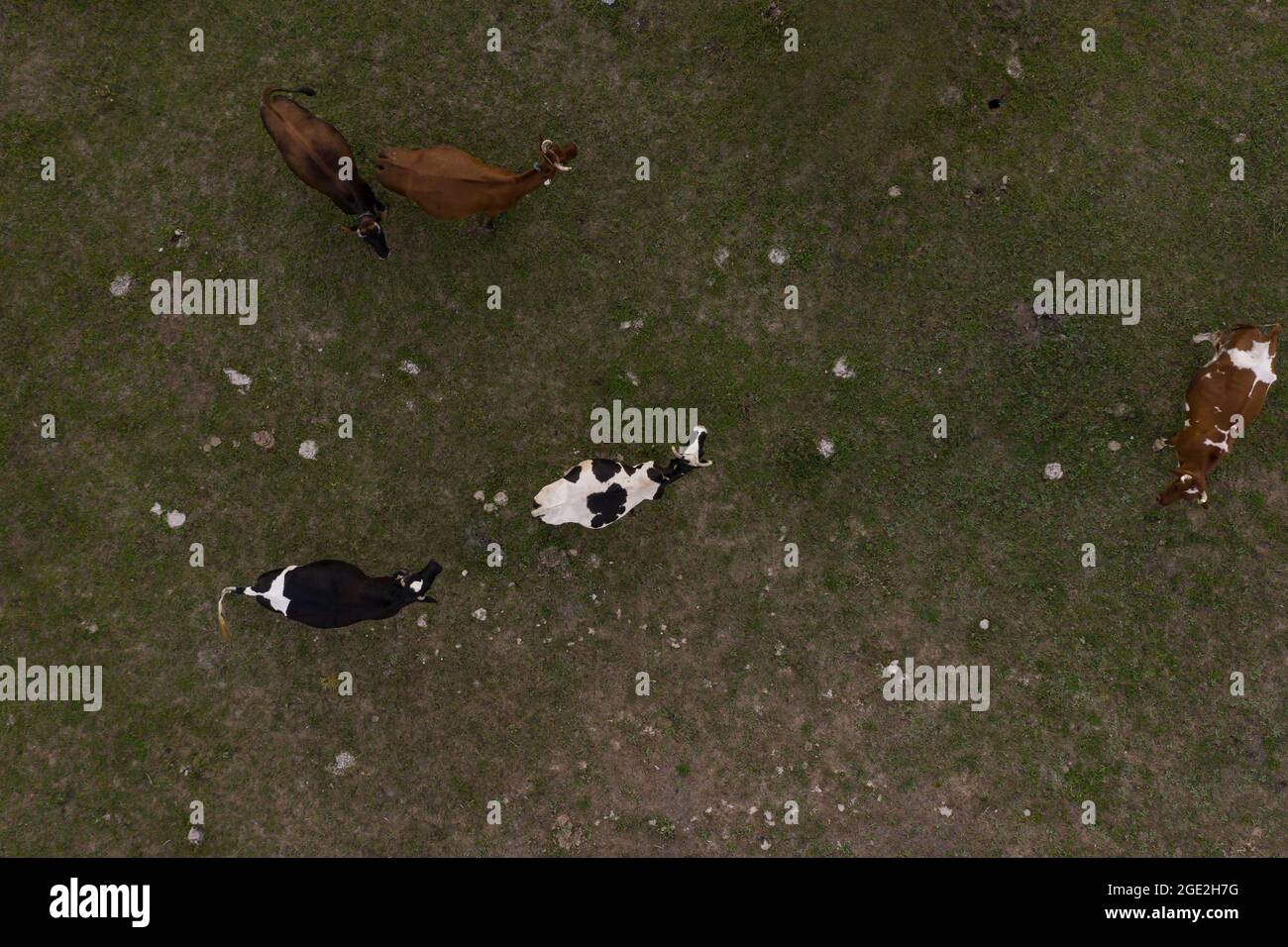 Milk production aerial view hi-res stock photography and images - Alamy