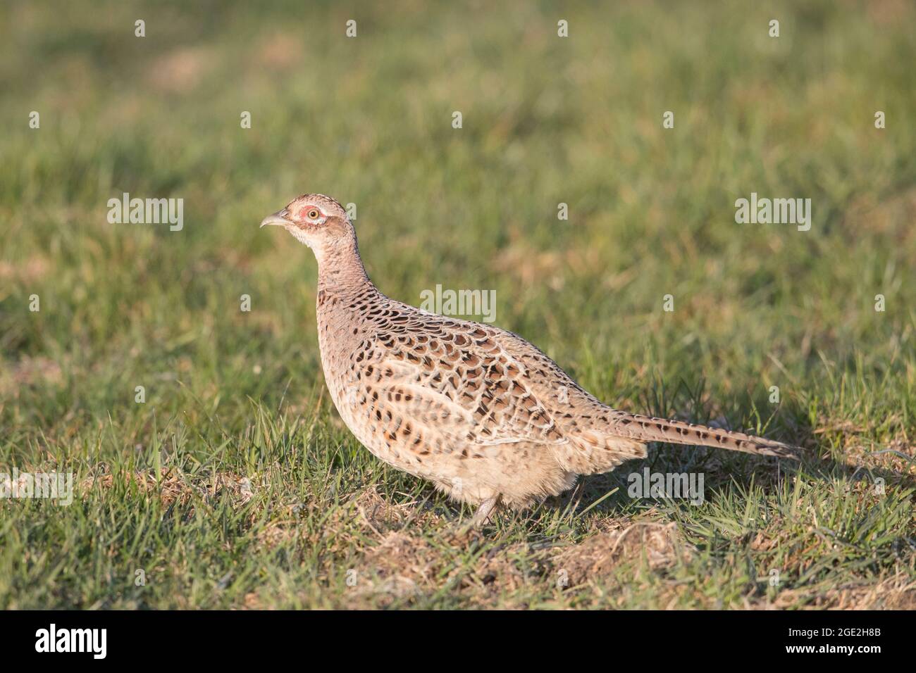 Common Pheasant, Ring-necked Pheasant (Phasianus colchicus). Adult ...