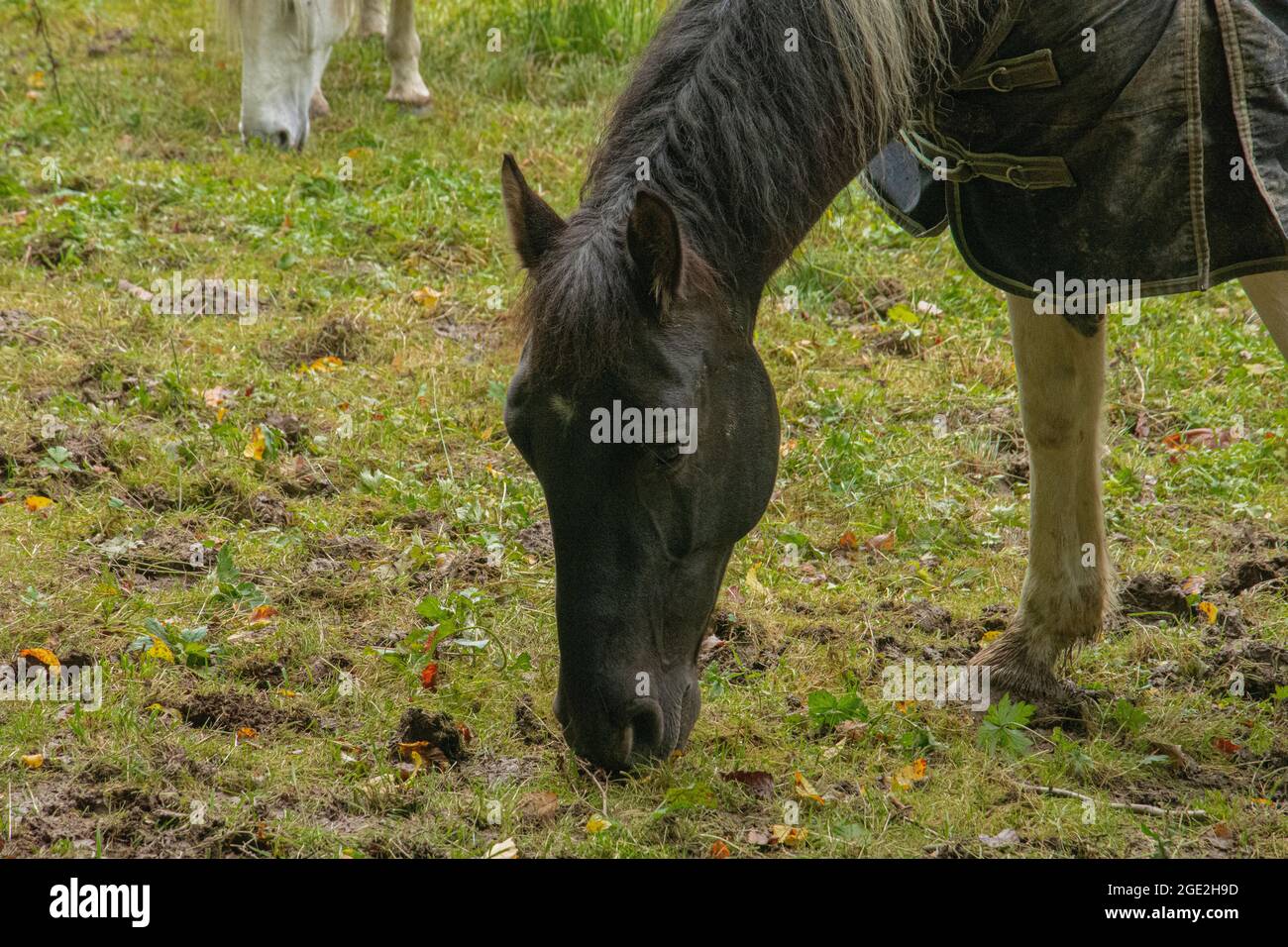 Cheval noir hi-res stock photography and images - Alamy