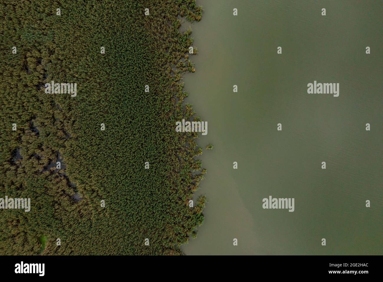 Top view af green lake water and flora. Abstract texture Stock Photo ...