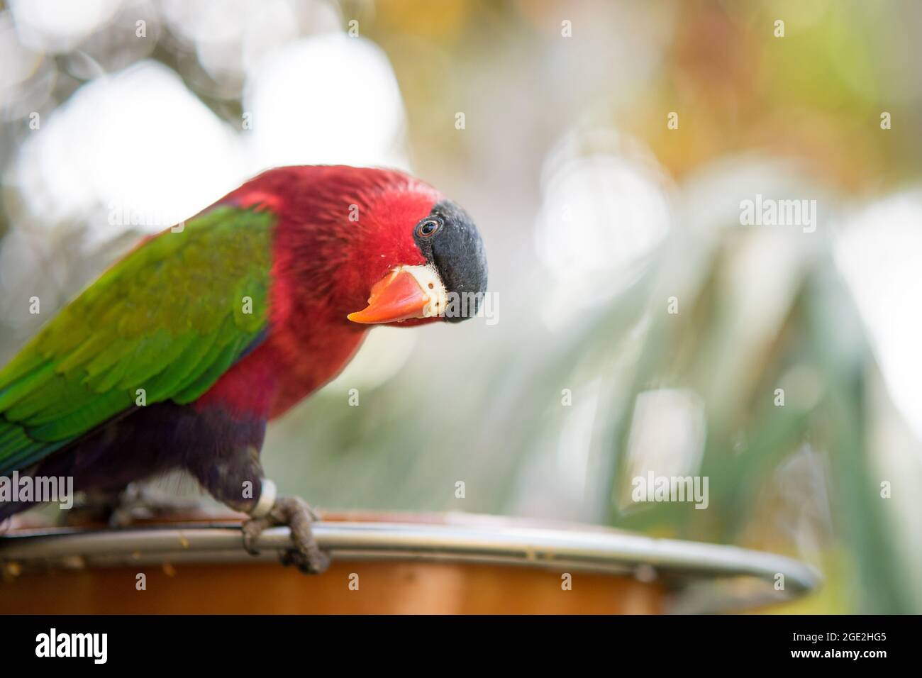 Colorful exotic parrot looking at the camera with the blurred ...