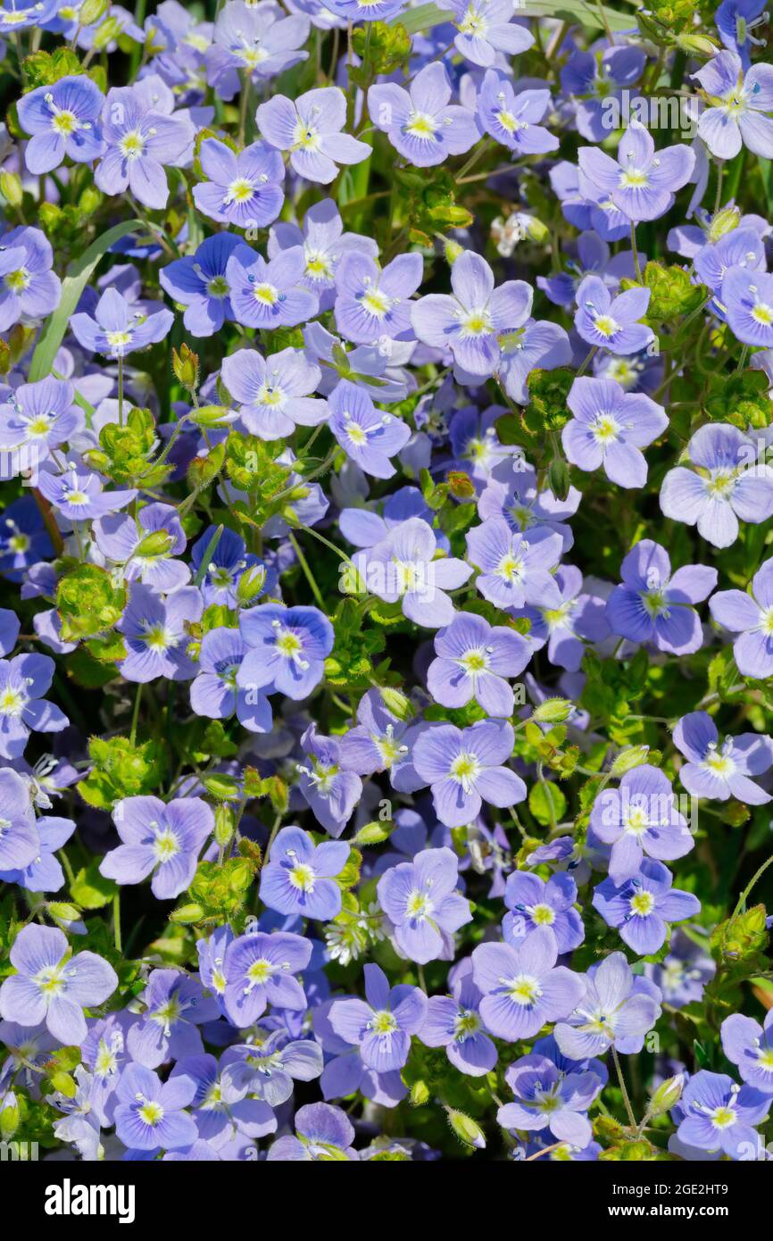 Slender speedwell veronica filiformis hi-res stock photography and ...
