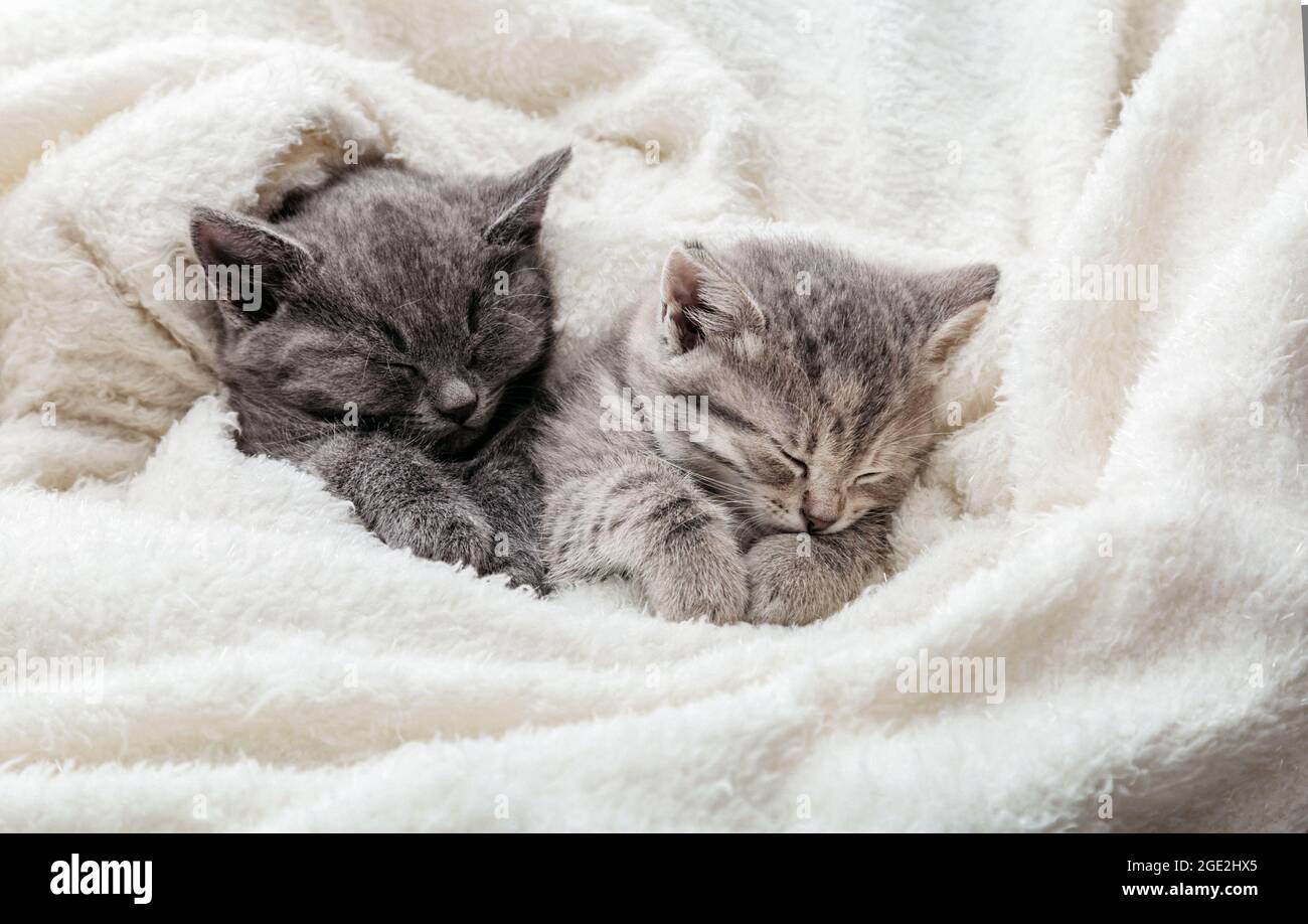 2 sleepy kittens with paws sleep comfortably in white blanket. Family ...