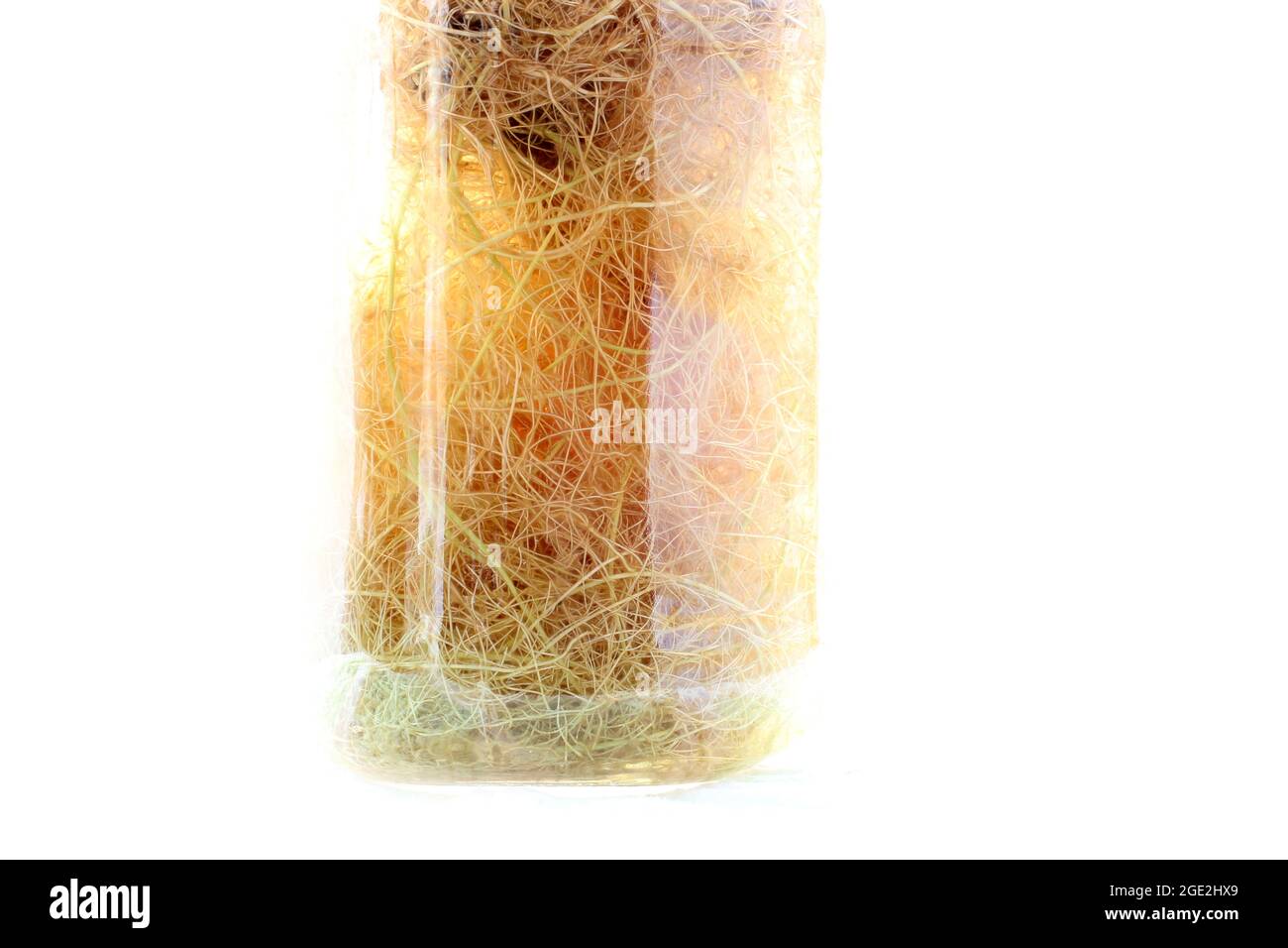 A plant in the water. Root Stock Photo - Alamy