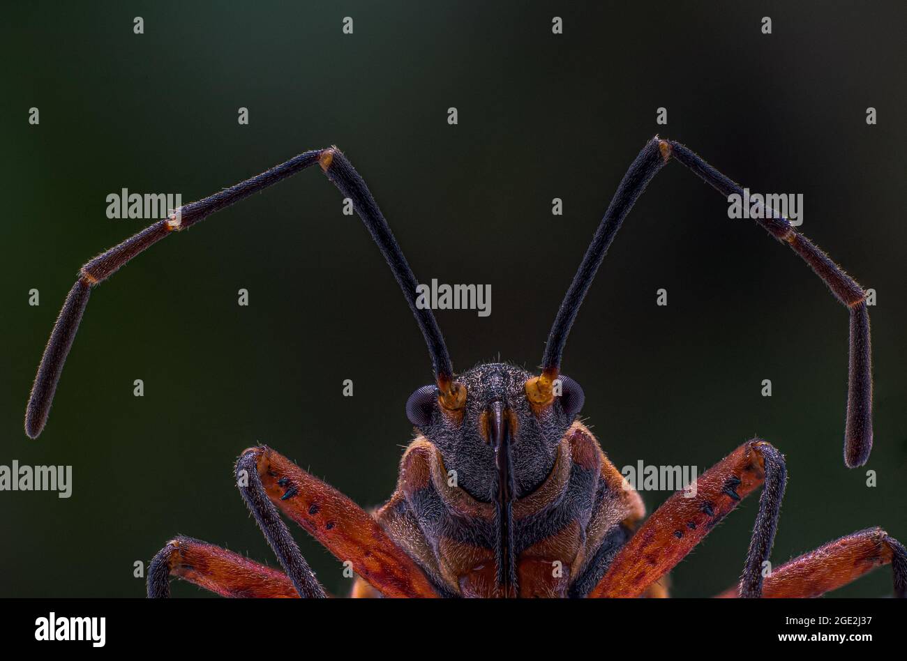 Macro shot of the Oleander Bugs(Lygaeidae) head Stock Photo - Alamy