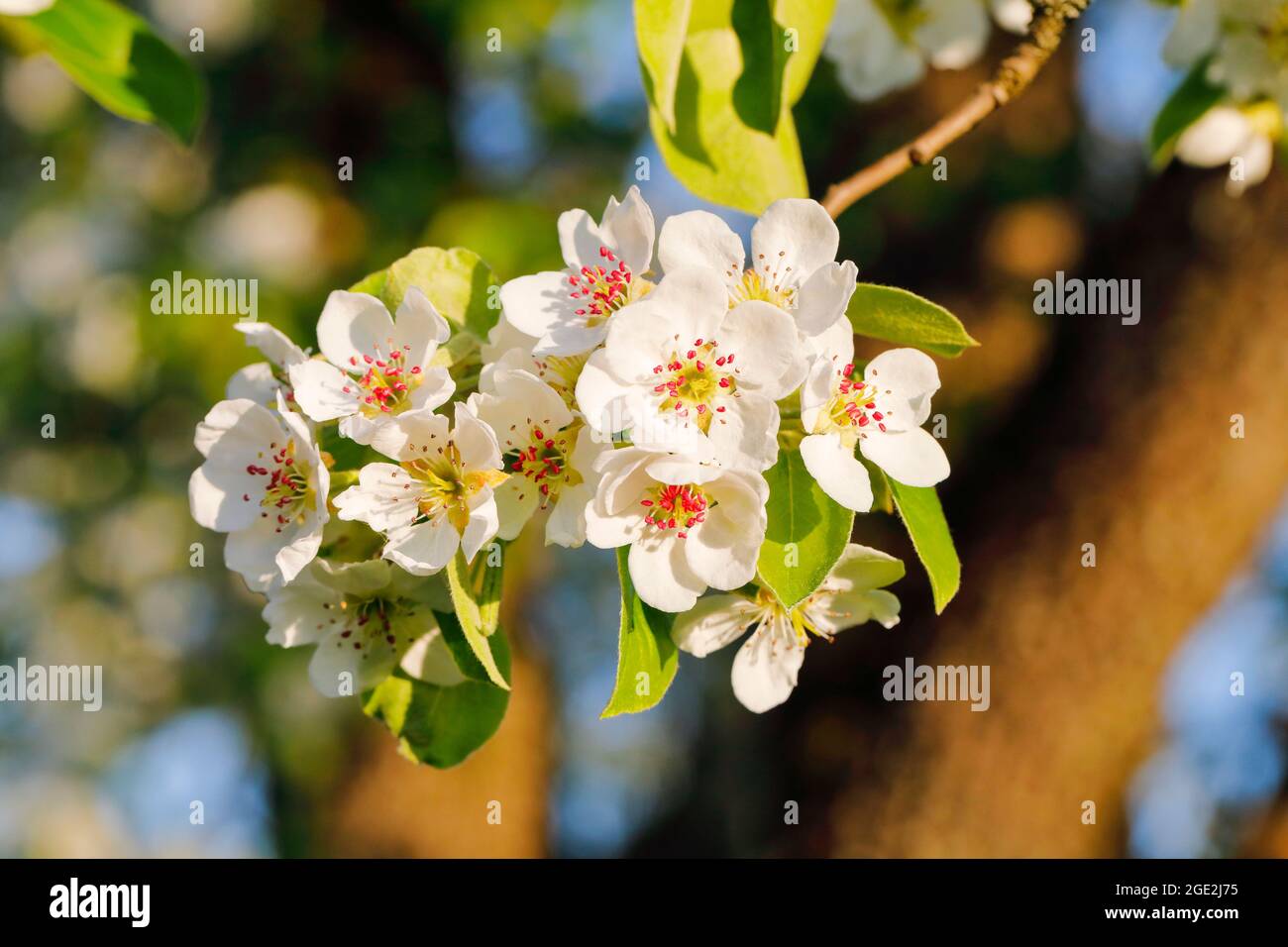 Common Pear, European Pear (Pyrus communis). Flowering twig ...
