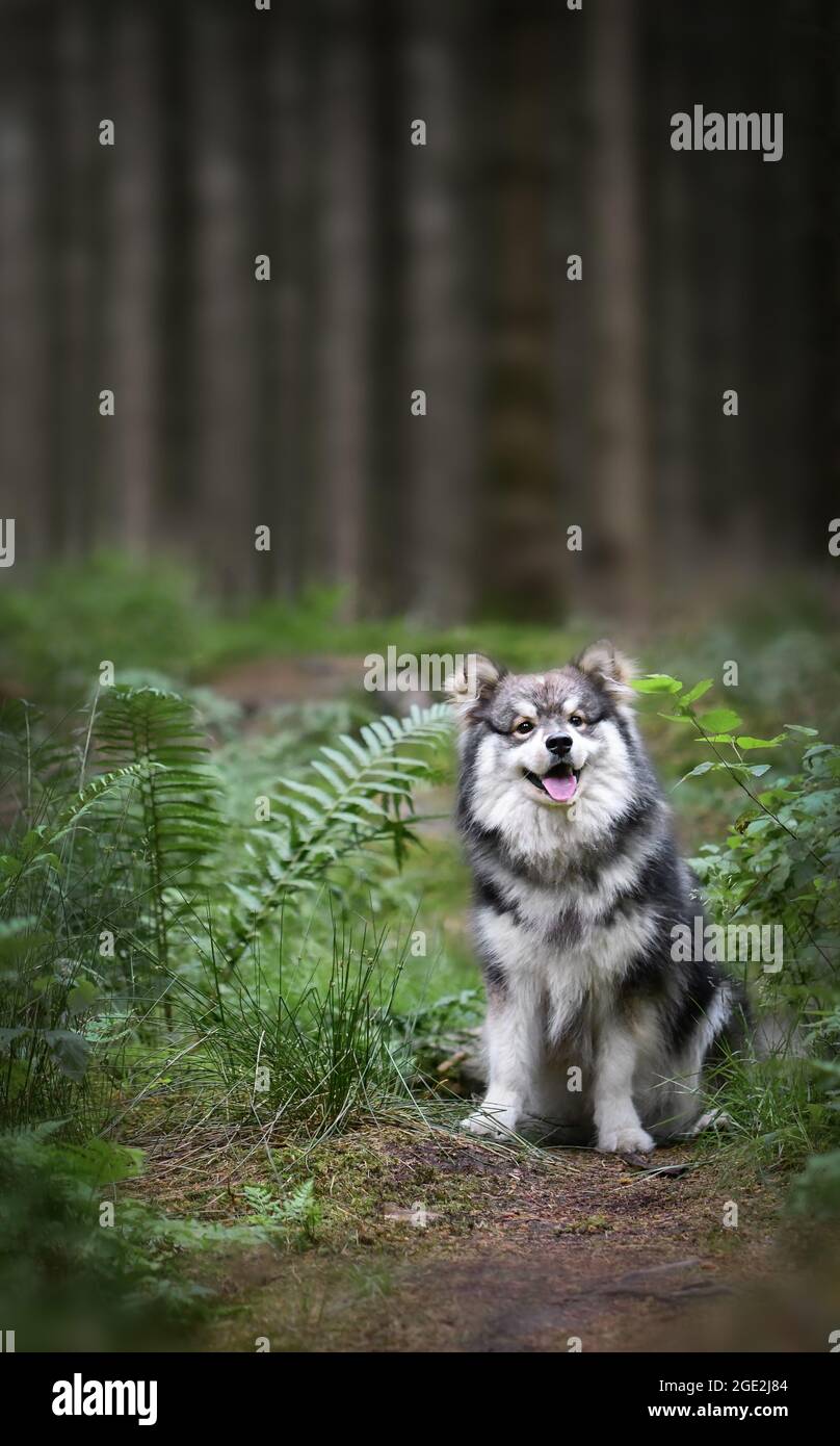 Portrait of a young Finnish Lapphund dog outdoors in the forest or ...