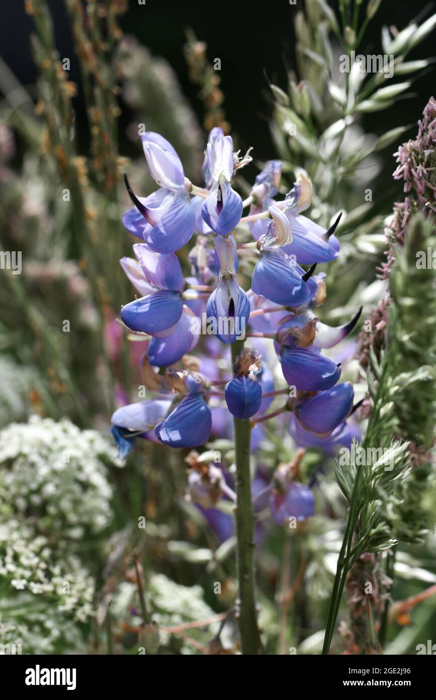 Blue flower in spring hi-res stock photography and images - Alamy