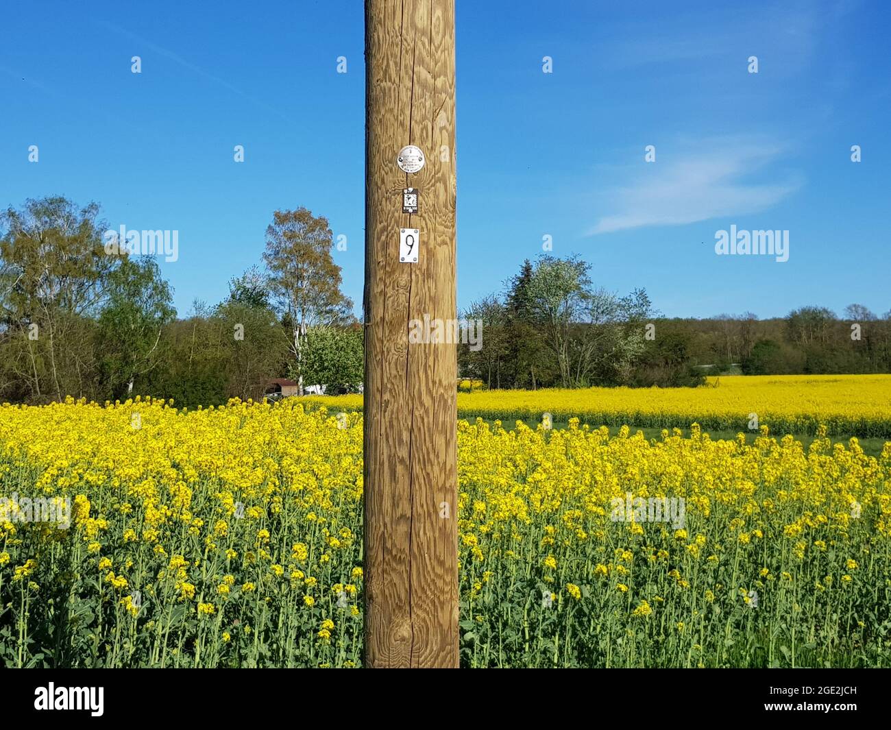 Wooden pole in the field filled with blossomed yellow flowers under the ...