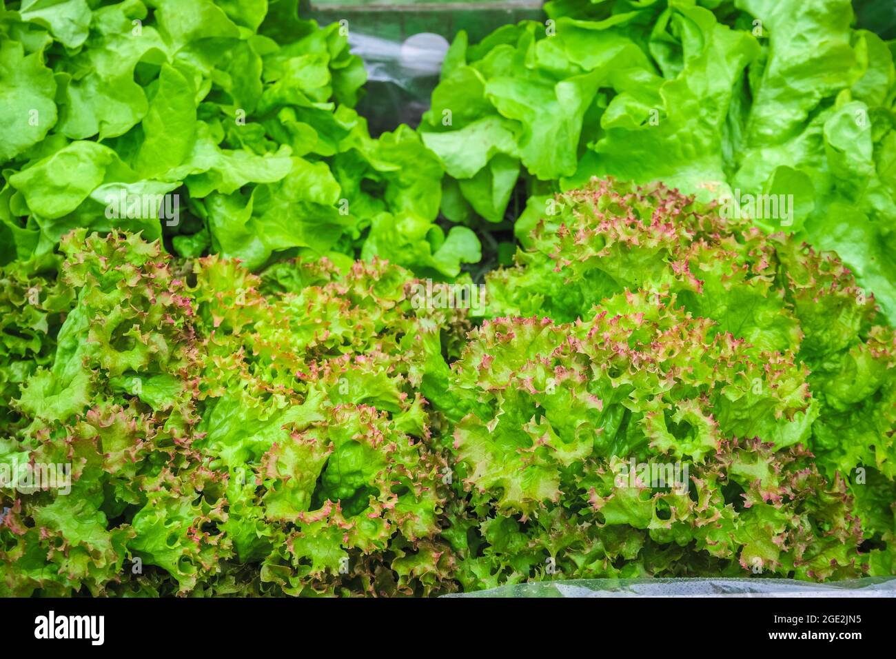 Salad leaves, Batavia lettuce, on display at Broadway market, a street ...