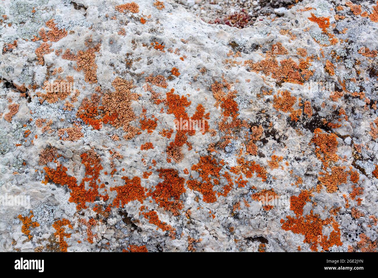 Background texture with red moss on white stone. Natural eco vegetation ...
