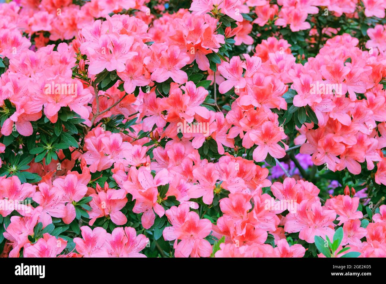 Azalea festival. Azaleas in springtime. Blooming pink azalea flowers in ...