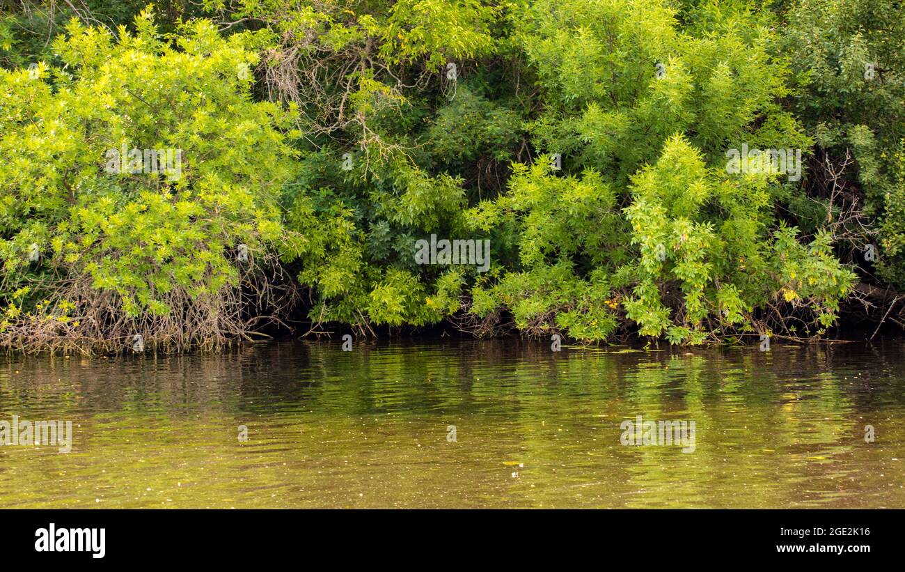 River water green grass bushes hi-res stock photography and images - Alamy