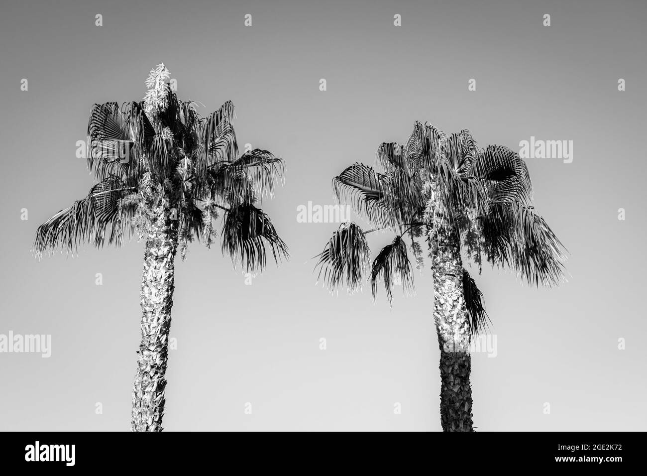 Mediterranean palm trees Black and White Stock Photos & Images - Alamy