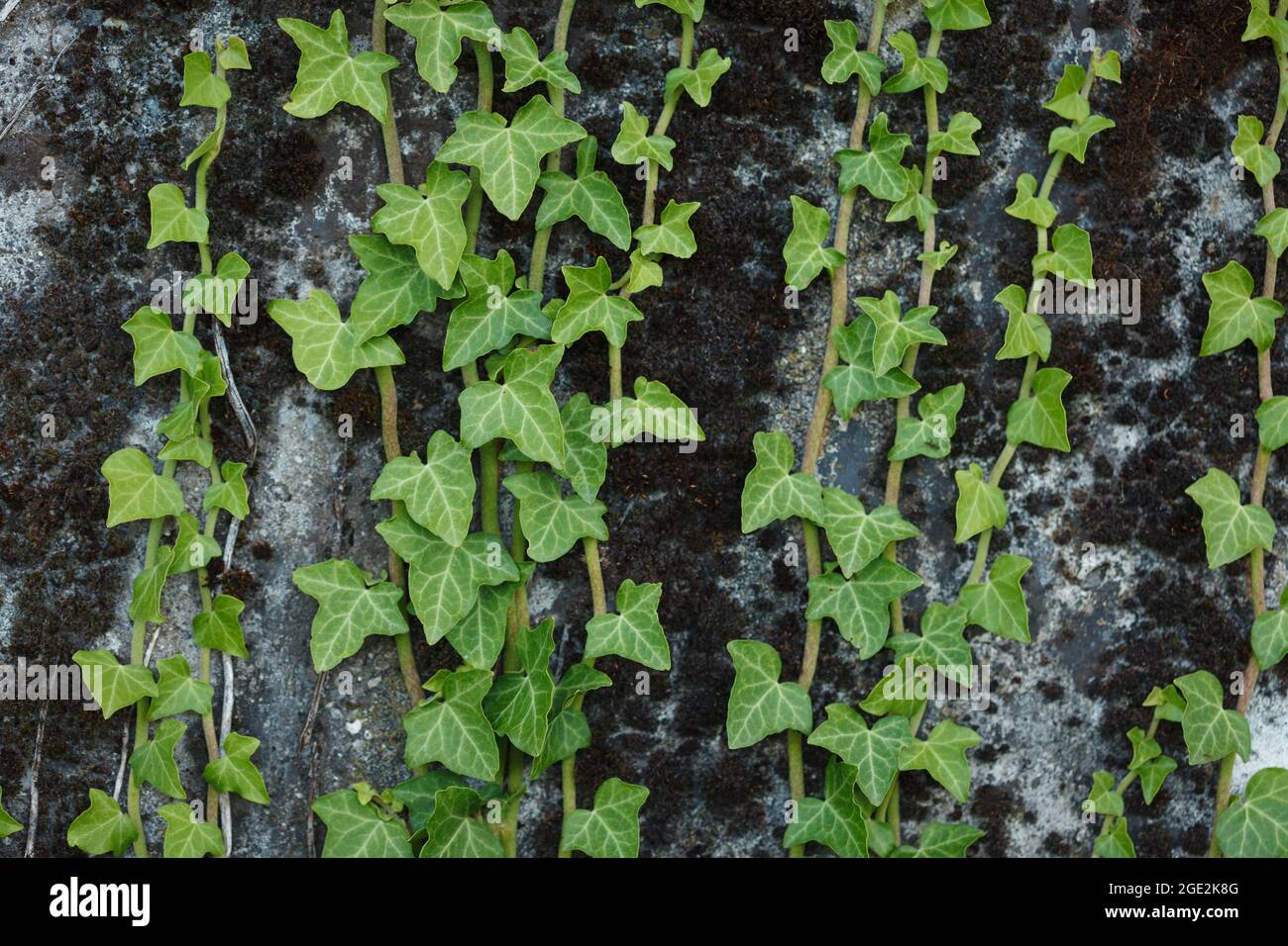 Hedera growing up stone wall hi-res stock photography and images - Alamy
