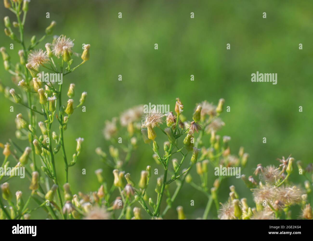 Conyza canadensis blossom hi-res stock photography and images - Alamy