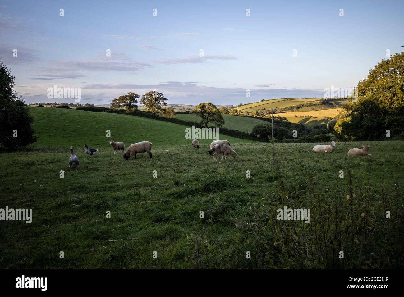 Morning light rises over the horizon as sheep graze in a field in the ...