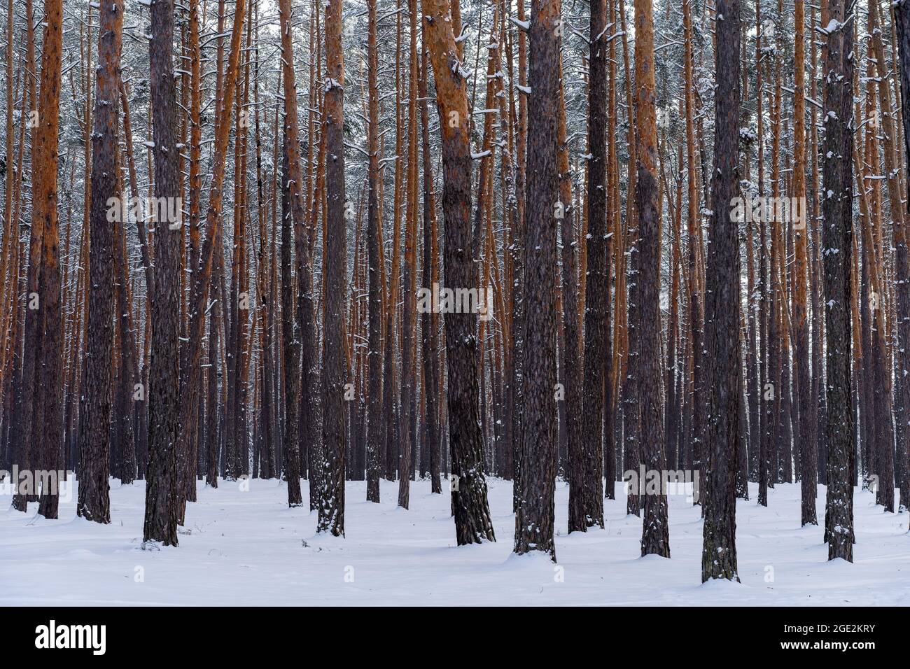 Early spring landscape of the snow in the pine forest. Landscape only ...