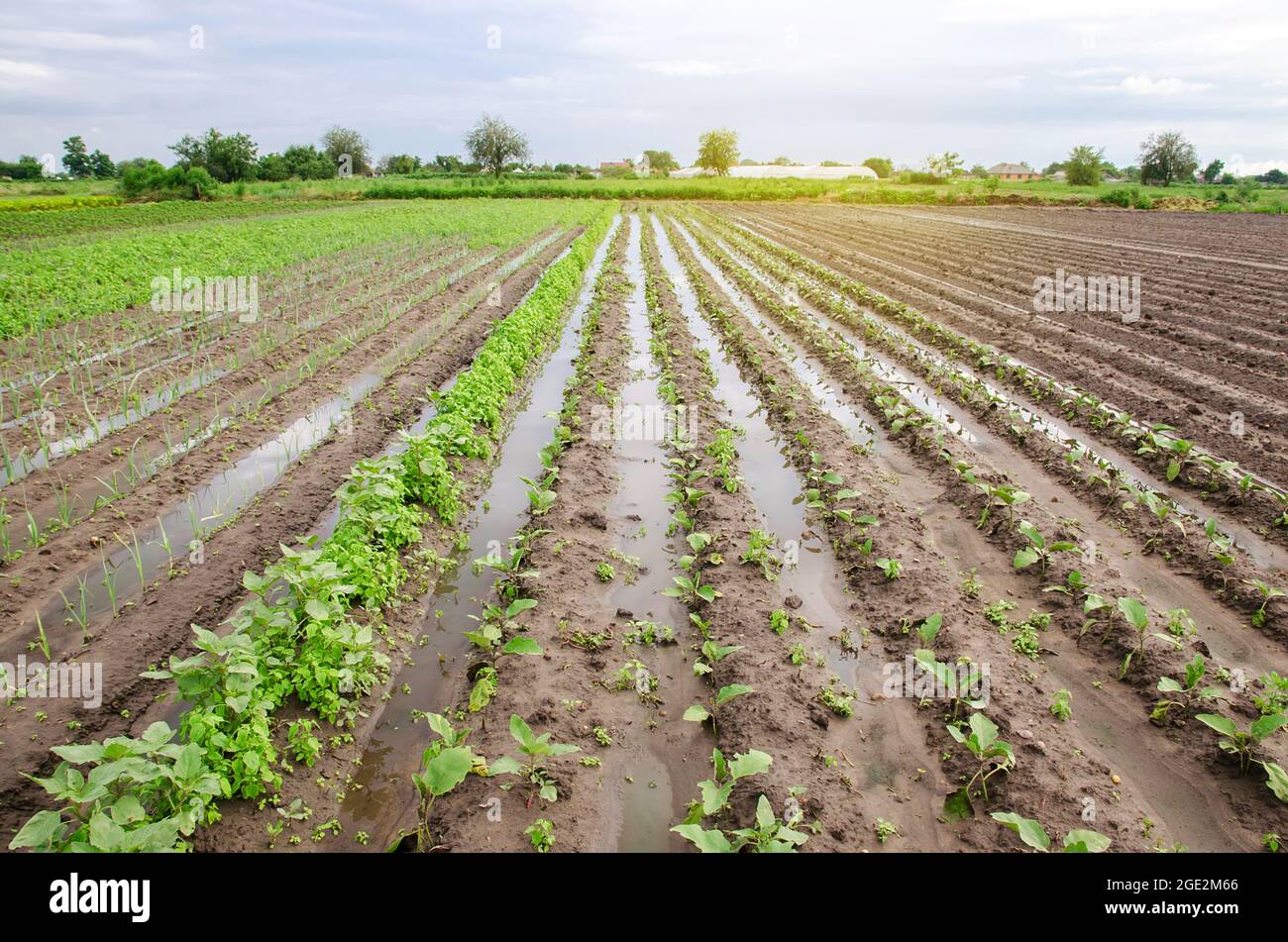 Natural disaster on the farm. Flooded field with seedlings of eggplant ...
