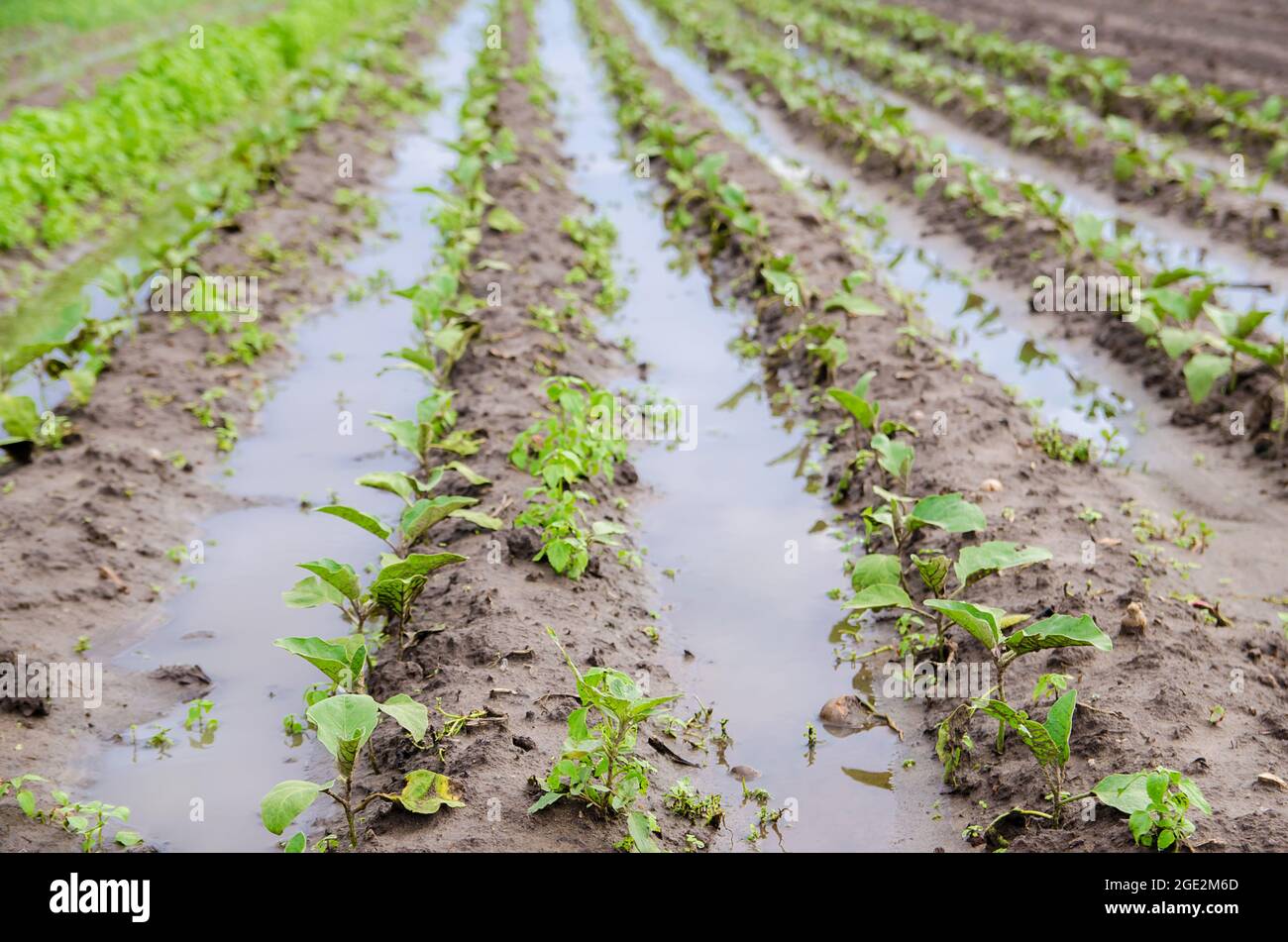 Natural disaster on the farm. Flooded field with seedlings of eggplant ...