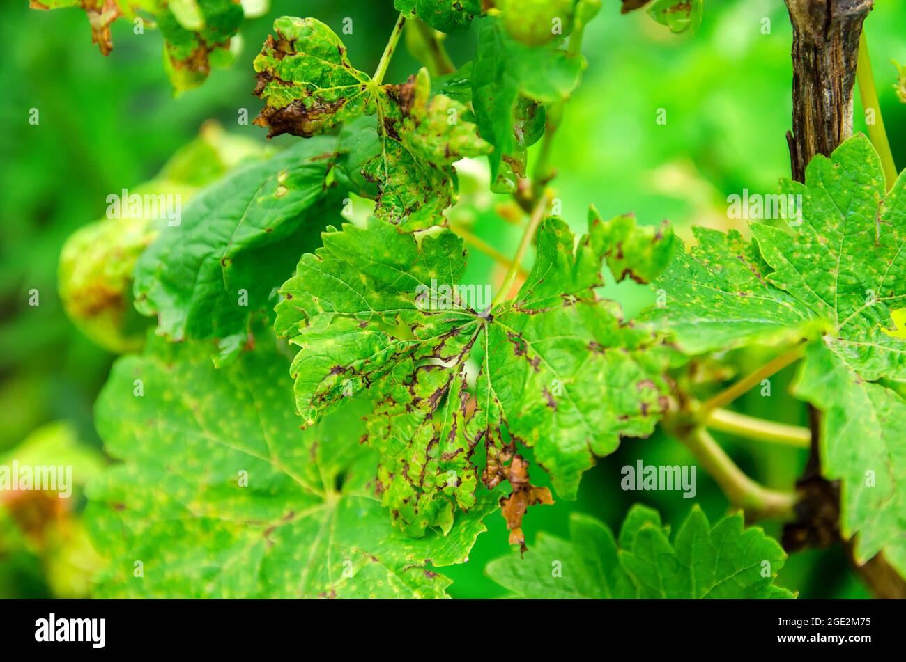 Lost grape leaves close up. Bad harvest. Leaves affected by disease. Fungal, bacterial and viral ...