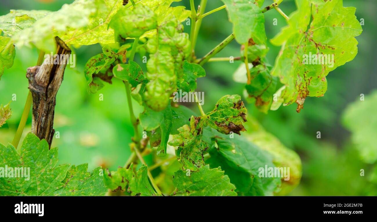 Lost grape leaves close up. Bad harvest. Leaves affected by disease ...