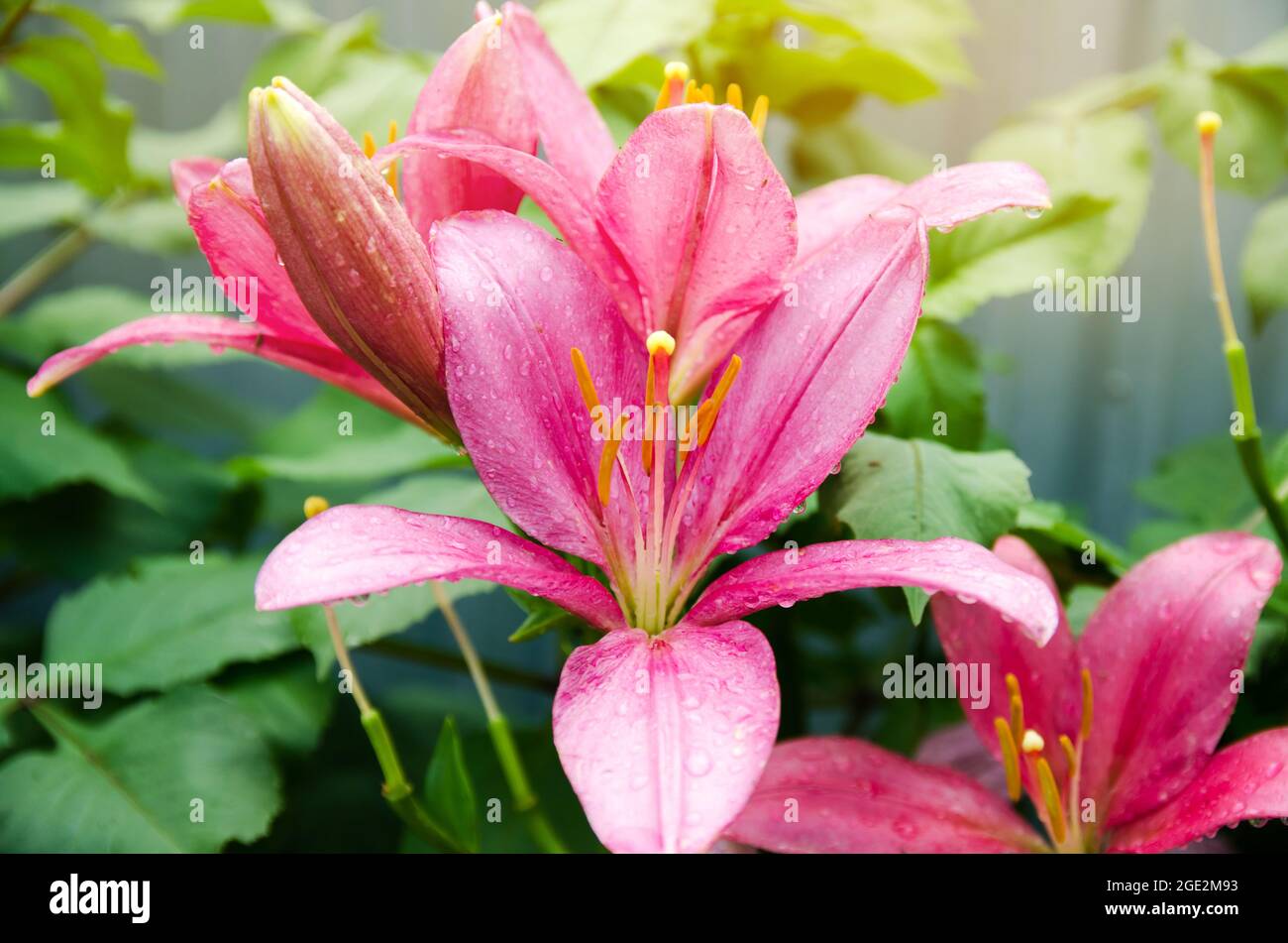 A beautiful bush of pink lilies growing in the garden after the rain ...
