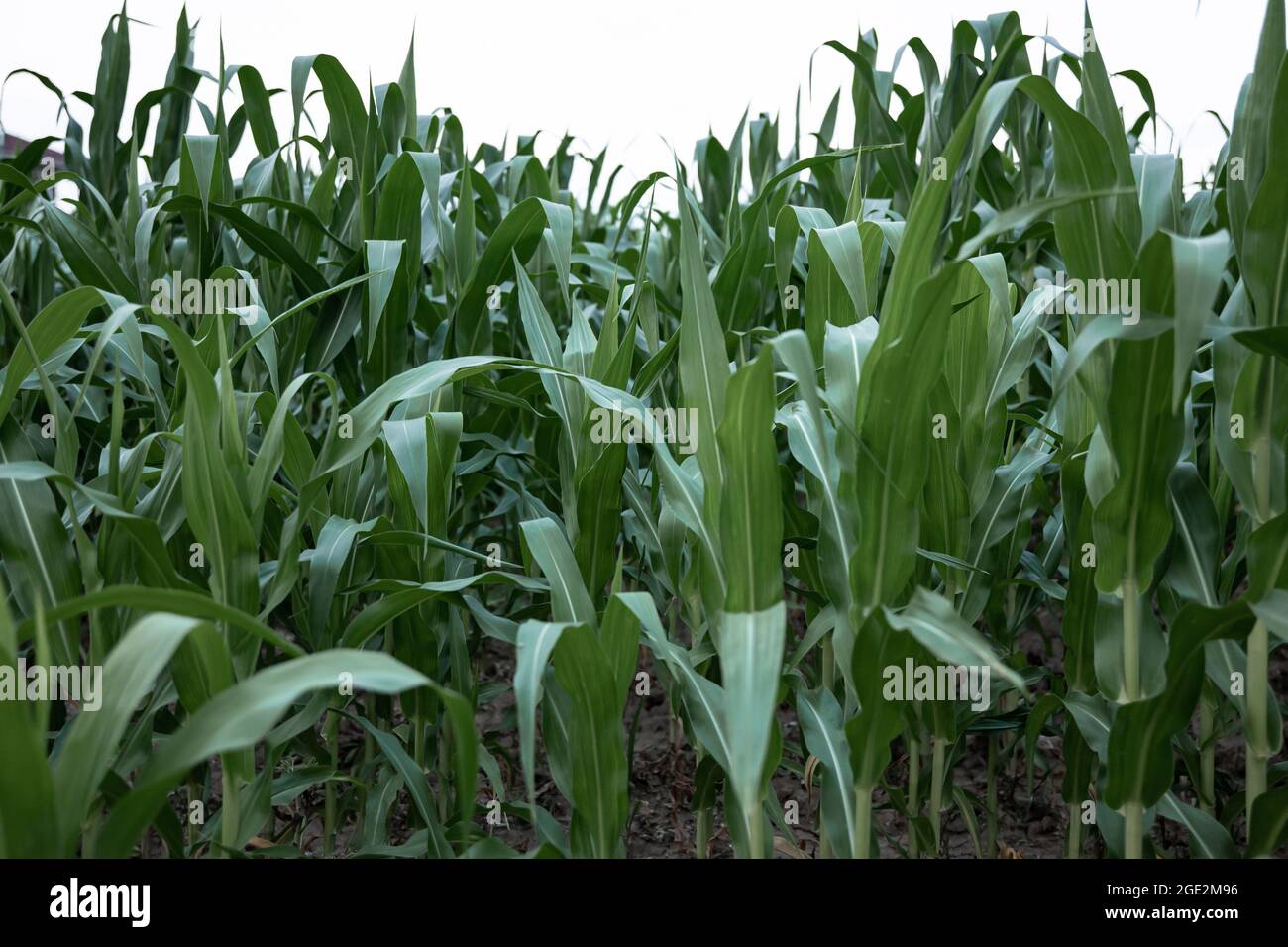 Young green corn growing on the field, background. Texture from young ...